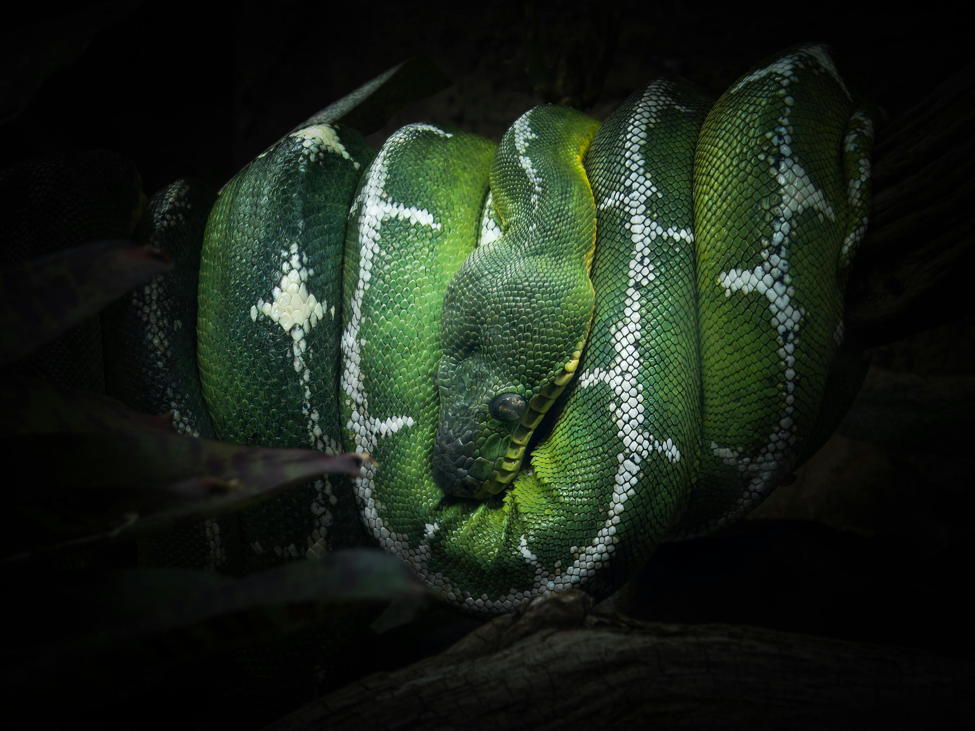 Green Tree Python Coiled in Dark Rainforest · Free Stock Photo
