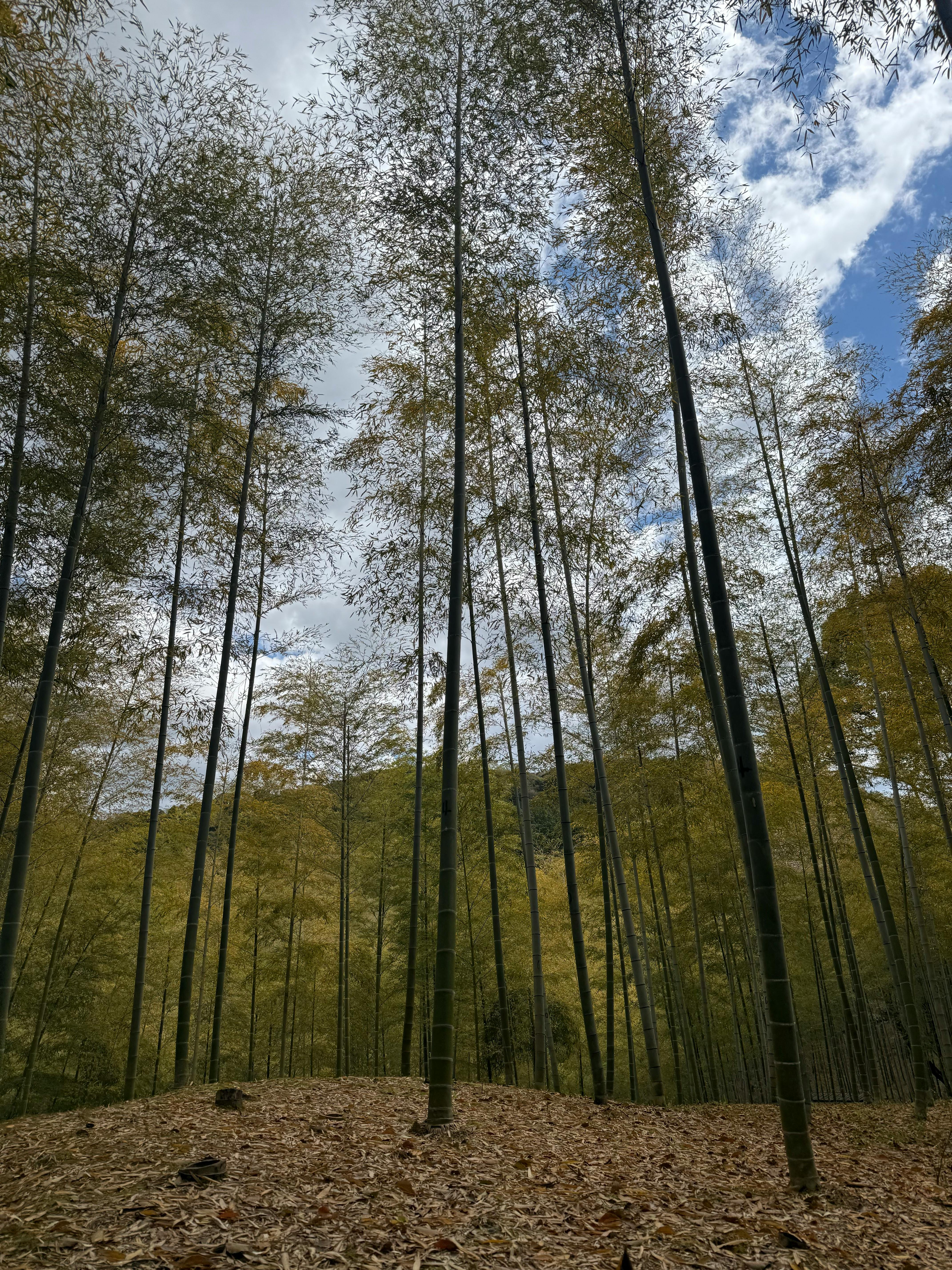 Towering Bamboo Forest Under Cloudy Sky · Free Stock Photo