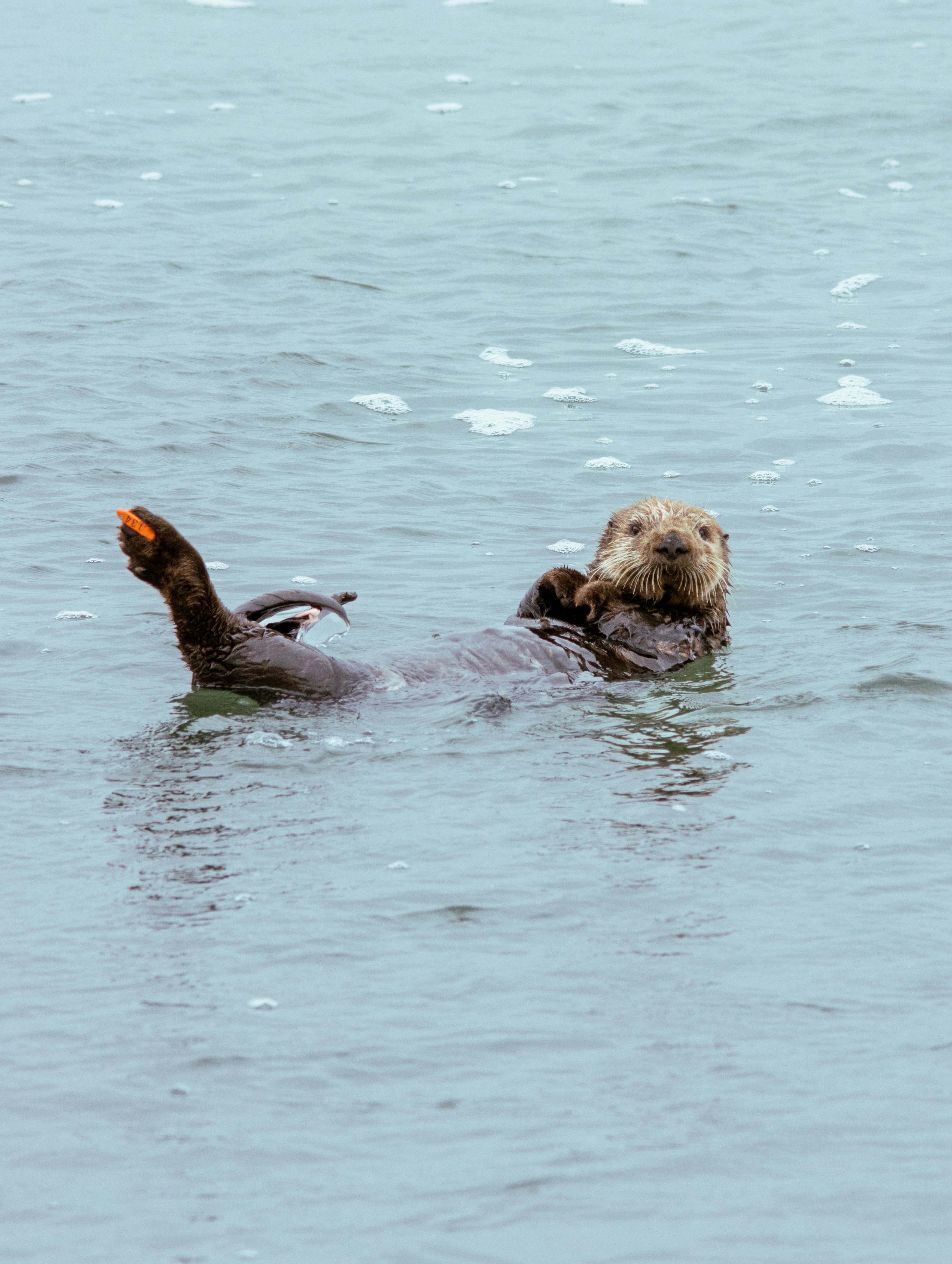 Otter Natural Habitat Photos, Download The BEST Free Otter Natural ...