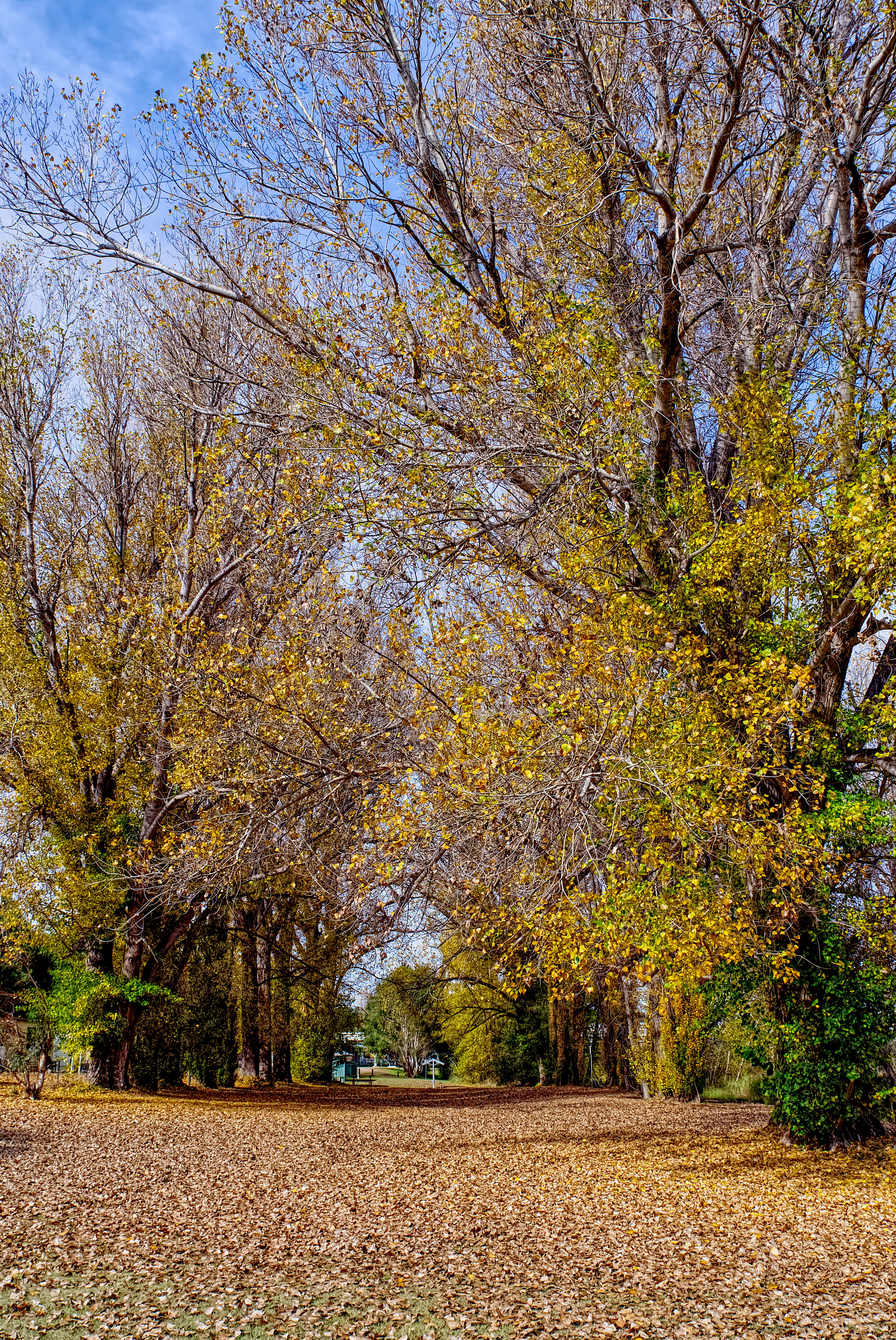 Scenic Autumn Pathway Lined with Tall Trees · Free Stock Photo