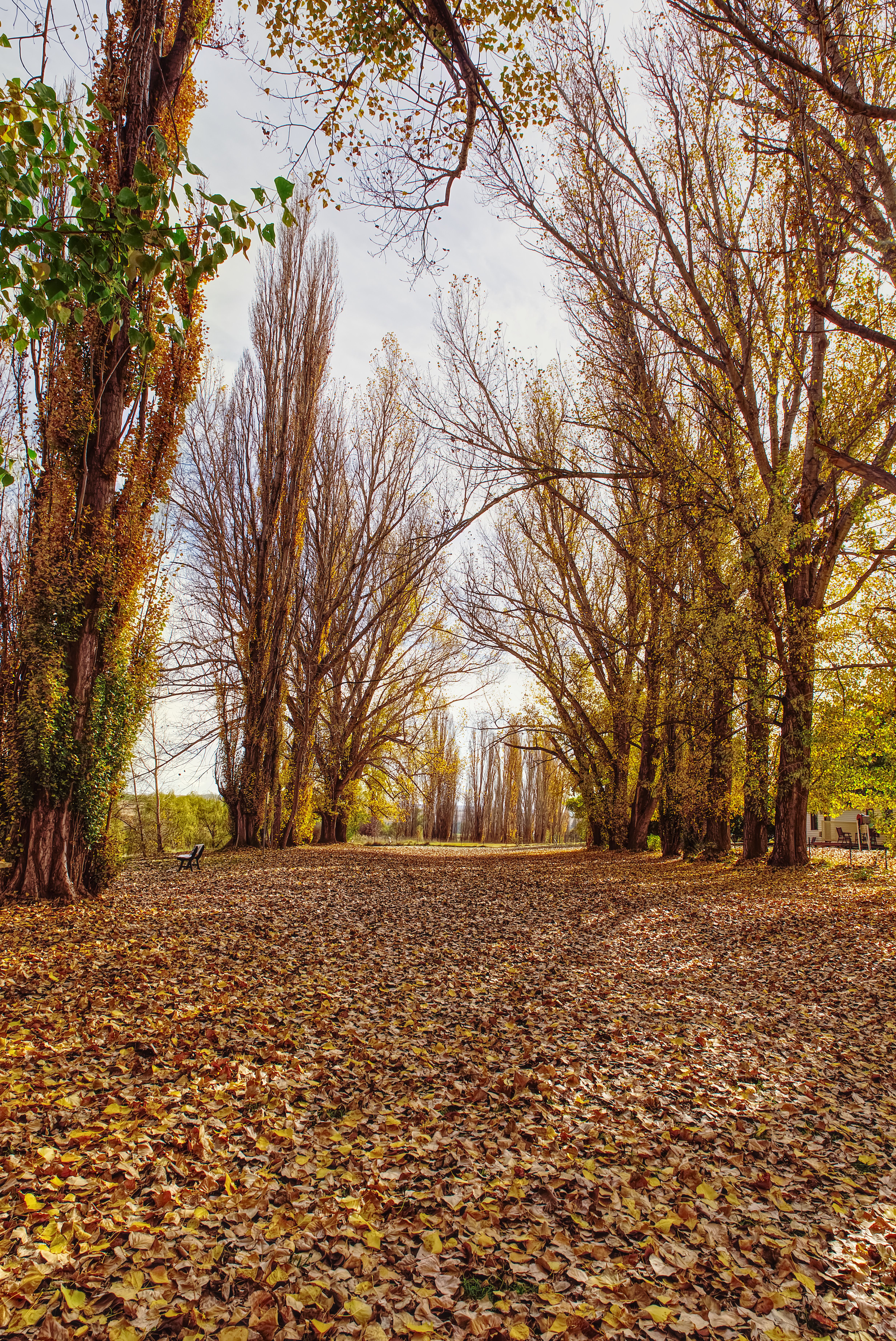 Tranquil Pathway Amidst Autumn Trees in Park · Free Stock Photo
