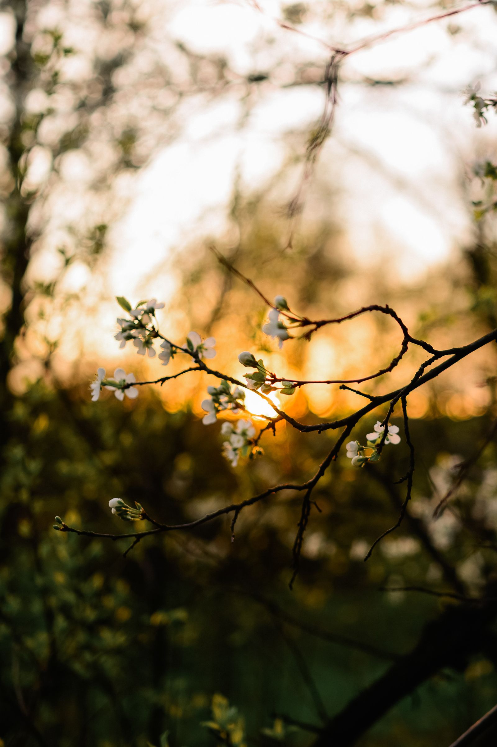 Spring Evening Photos, Download The BEST Free Spring Evening Stock ...