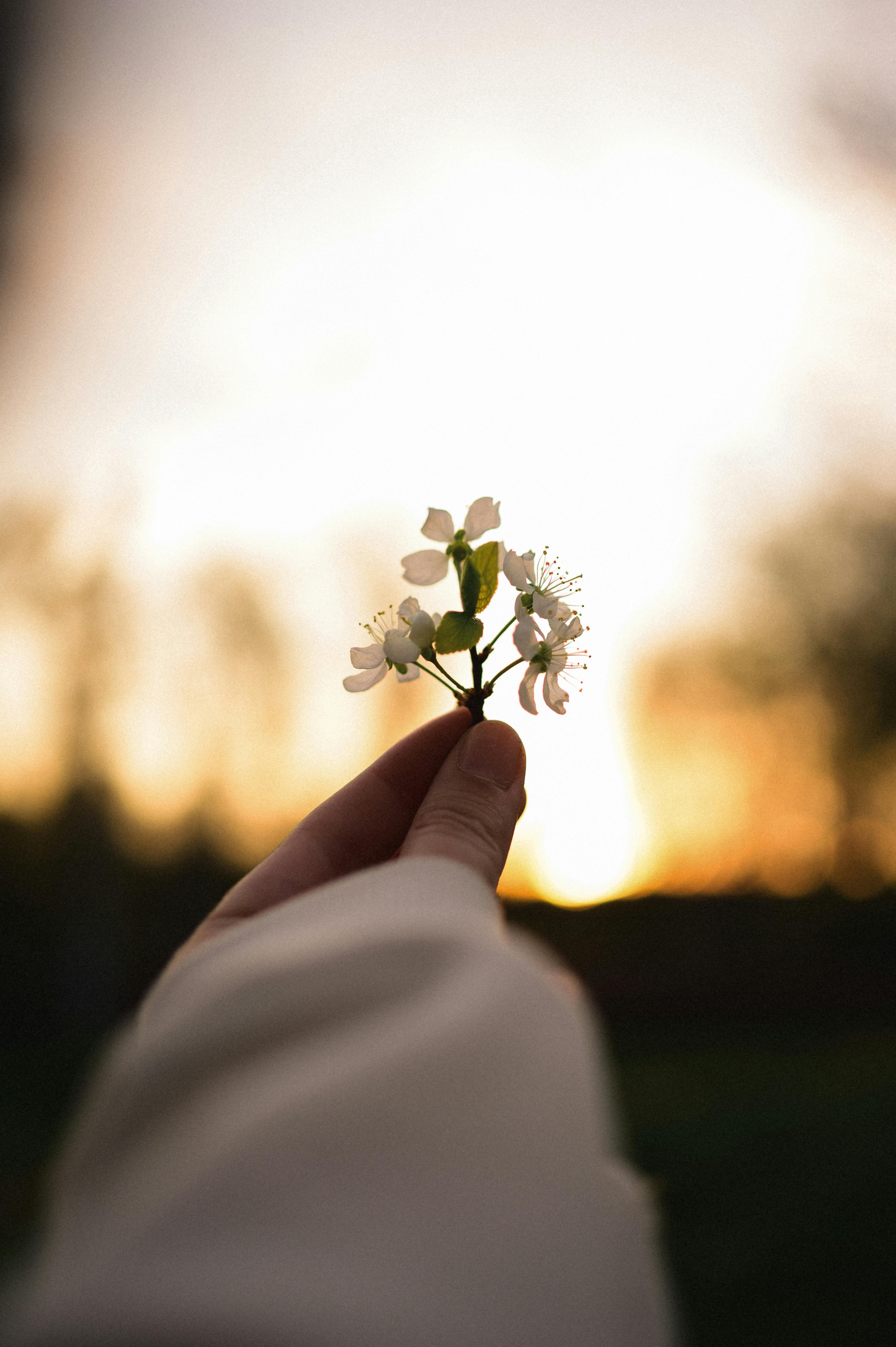 Soft Background Photos, Download The BEST Free Soft Background Stock ...