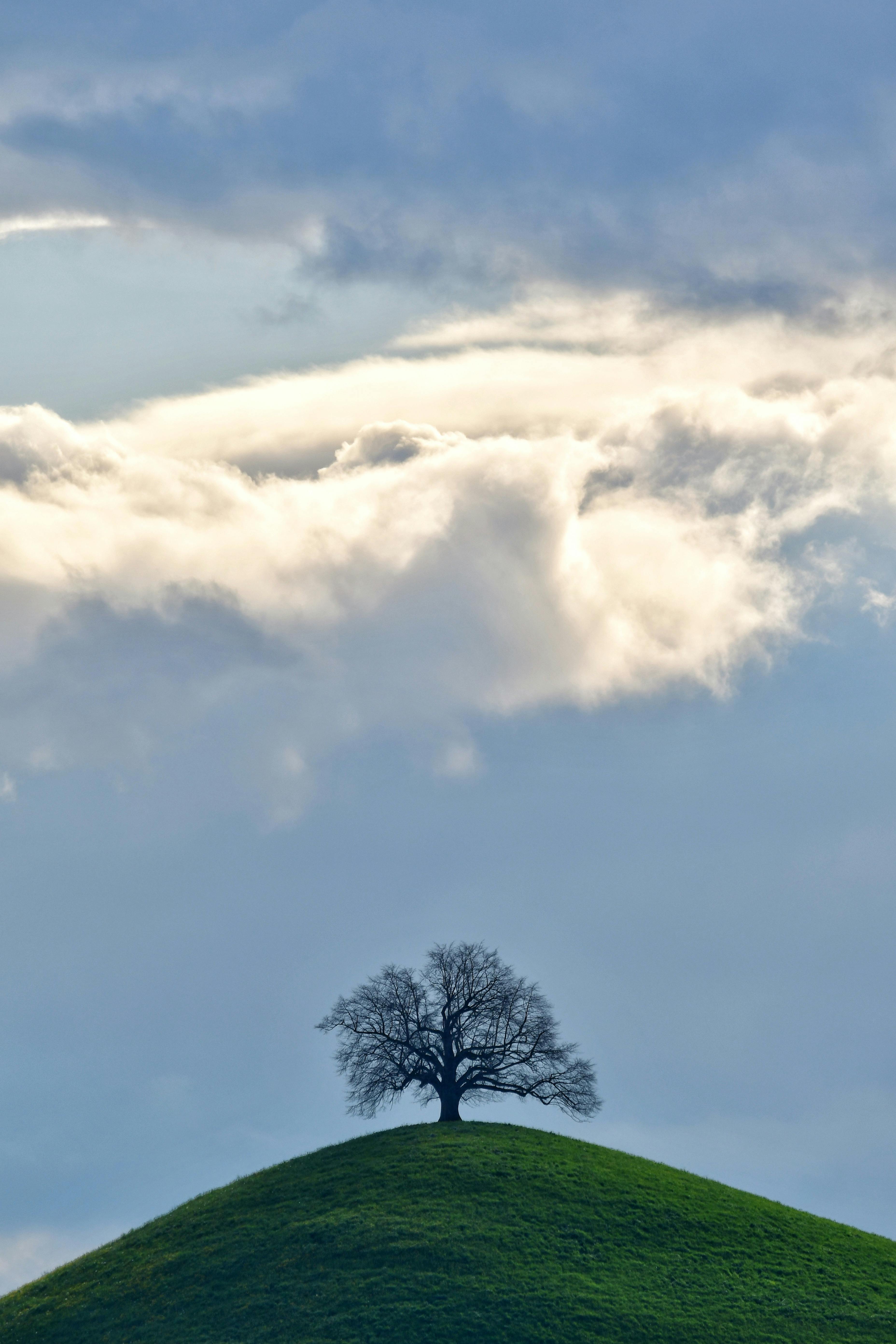 Single Tree Photos, Download The BEST Free Single Tree Stock Photos ...