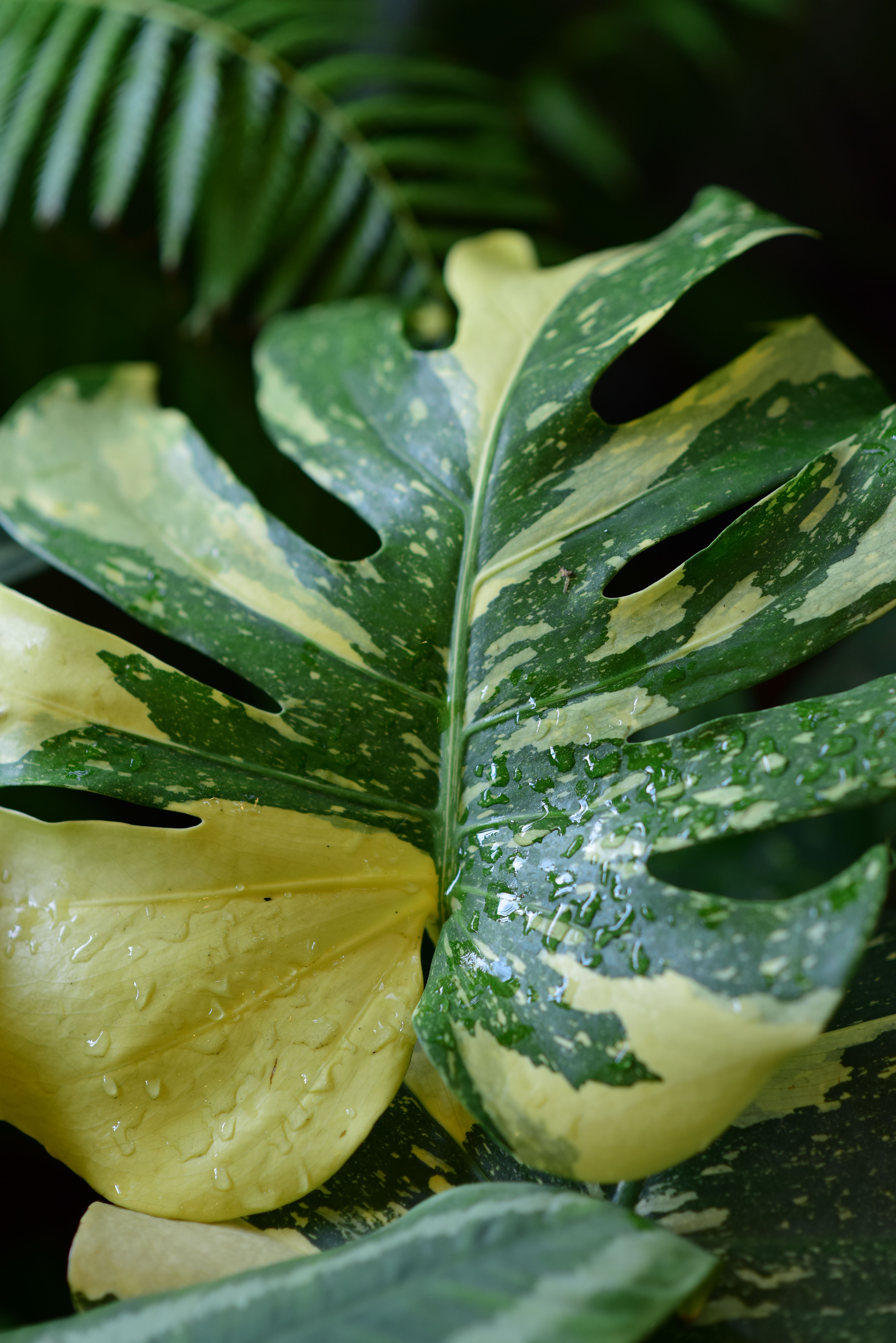 Close-Up of Variegated Monstera Leaf with Water Droplets · Free Stock Photo