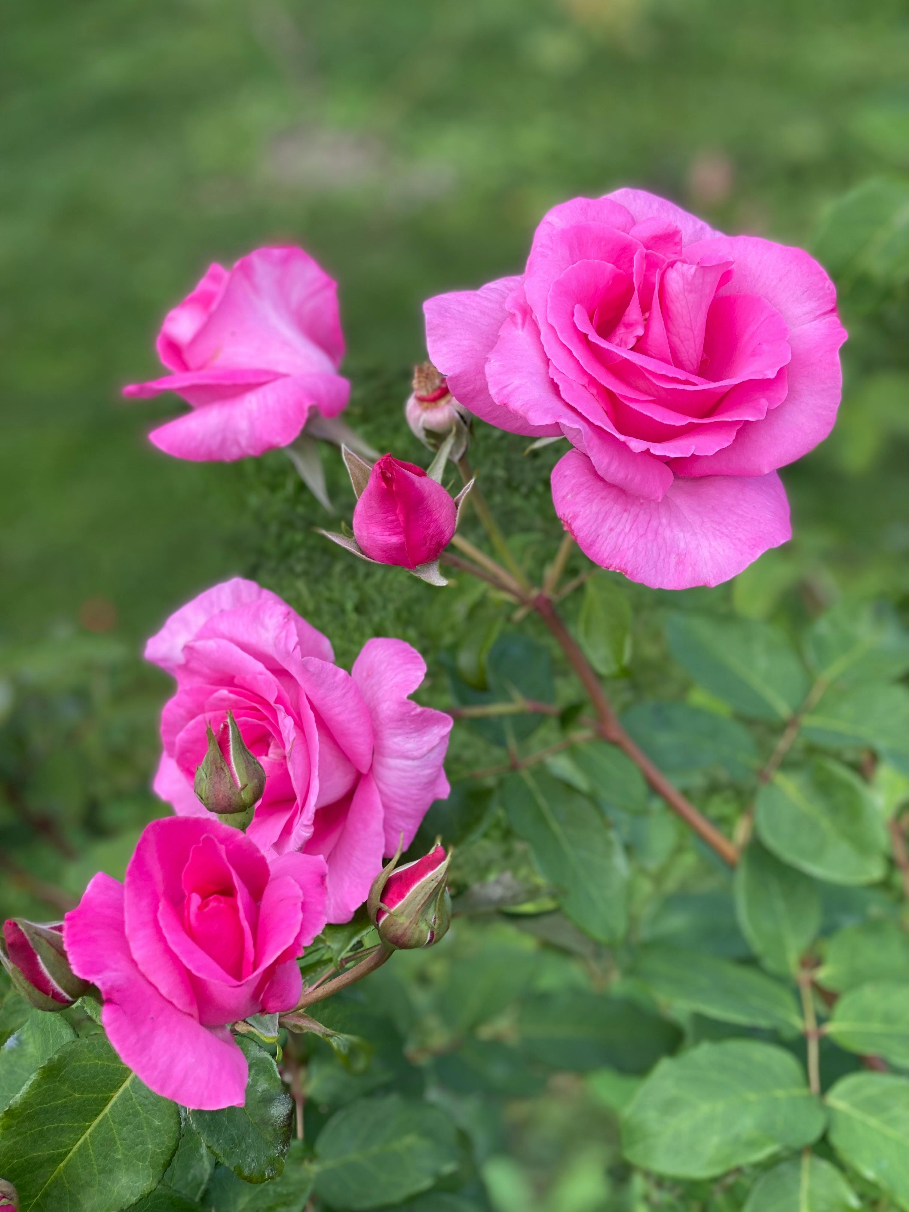 Rose Bush Photos, Download The BEST Free Rose Bush Stock Photos & HD Images