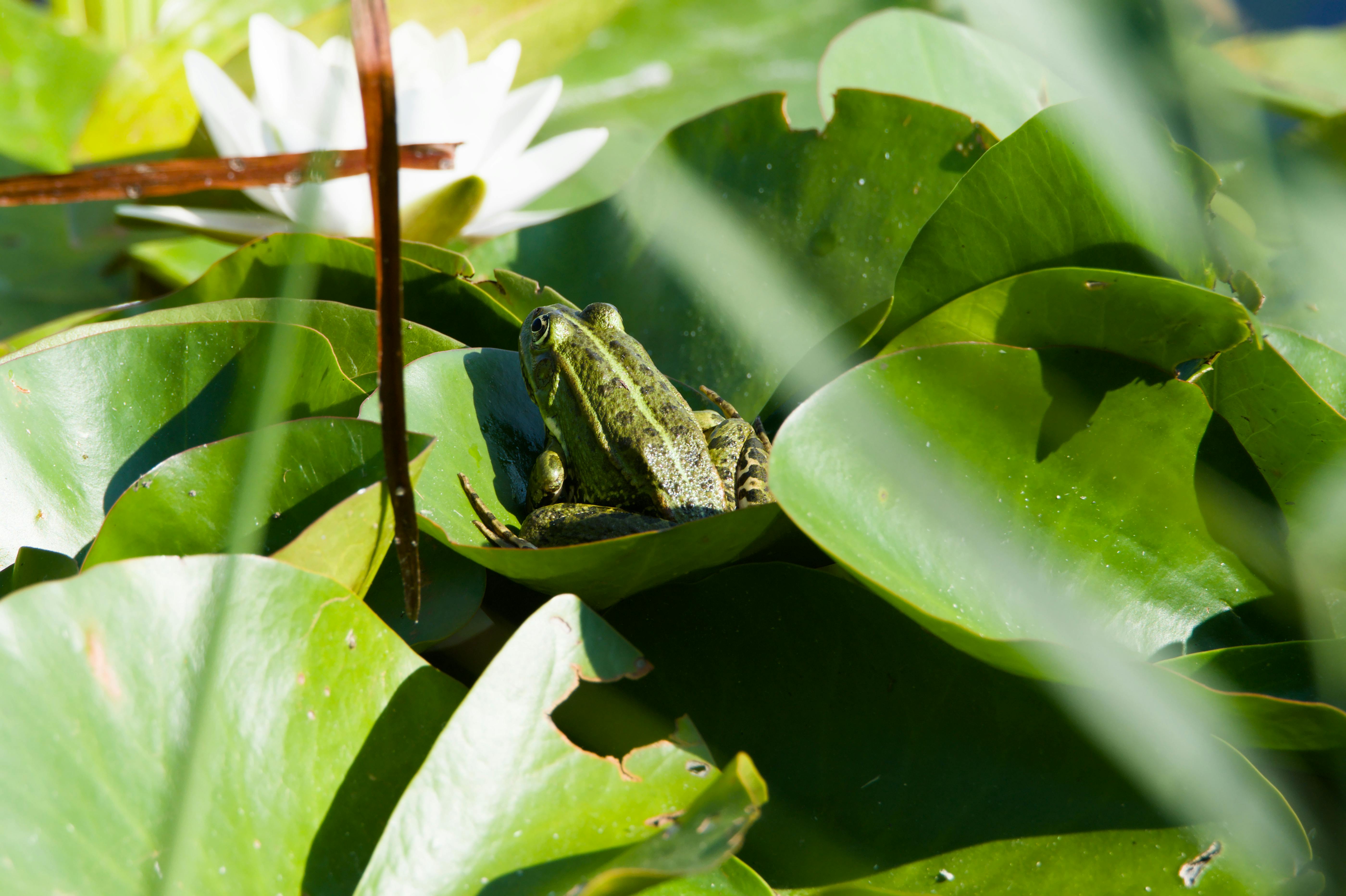 Green Frog Resting on Lily Pads in Sunny Pond · Free Stock Photo