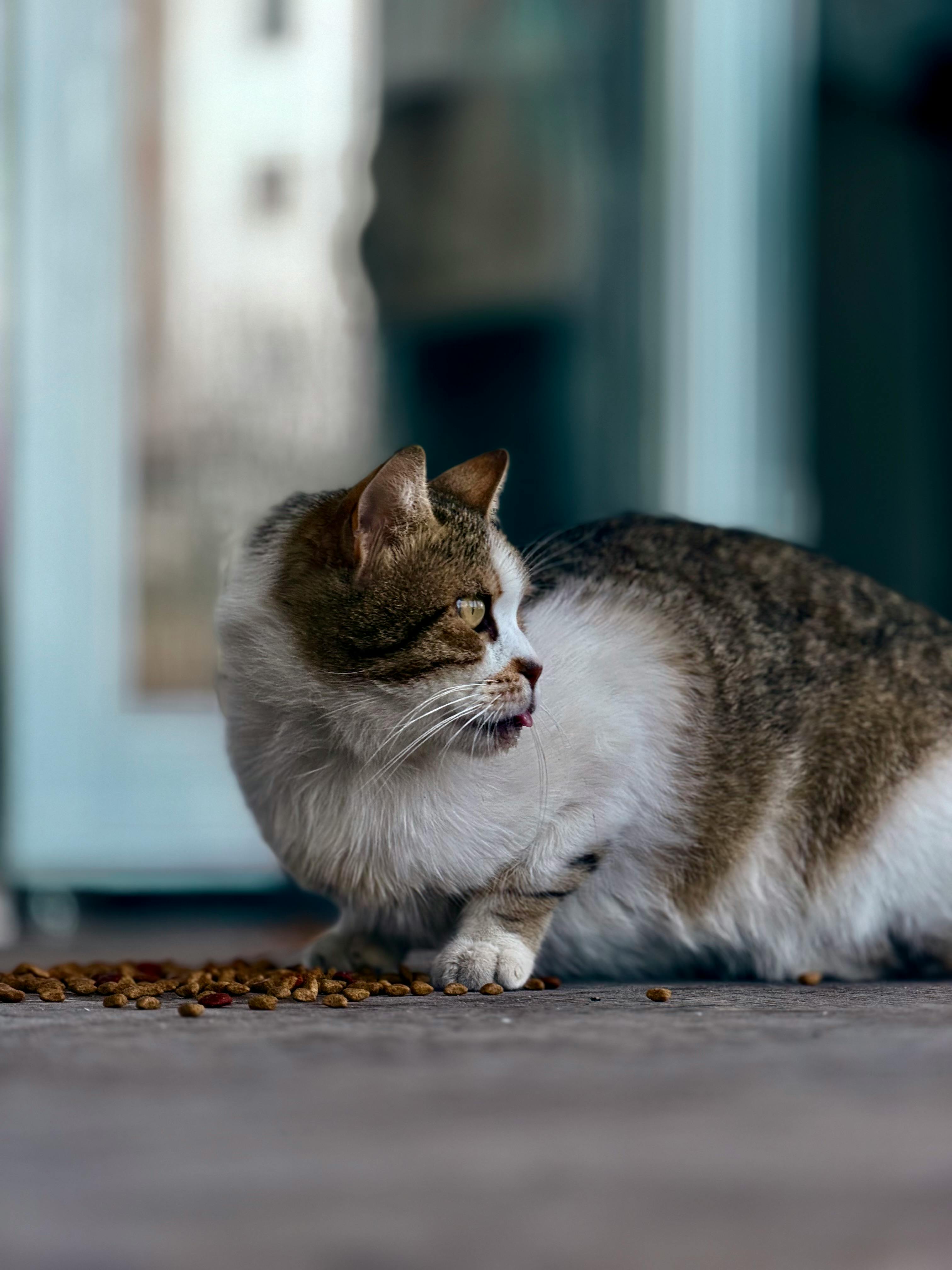 Close-Up of Tabby Cat Eating Kibble Outdoors · Free Stock Photo