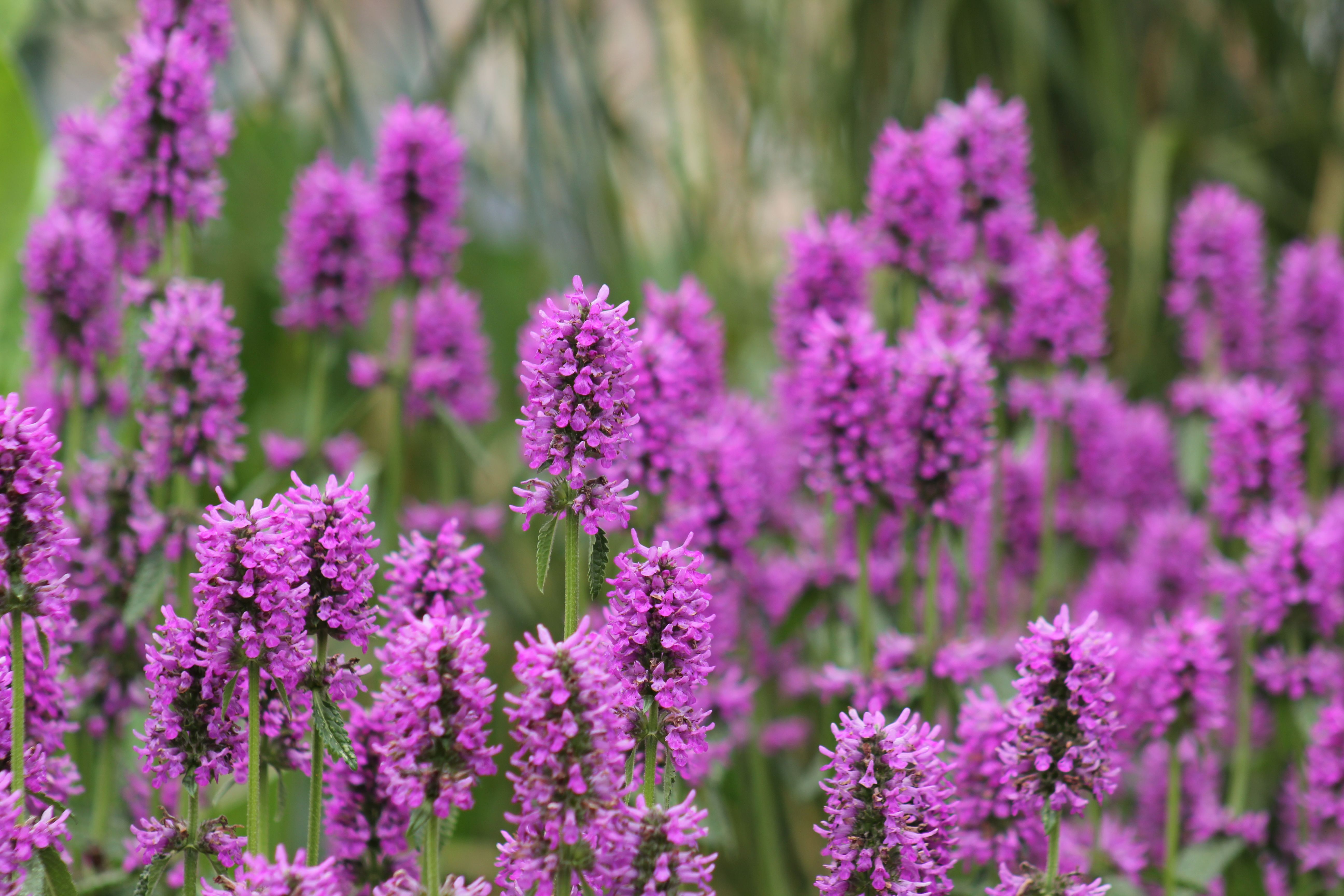 Blumen Photos, Download The BEST Free Blumen Stock Photos & HD Images
