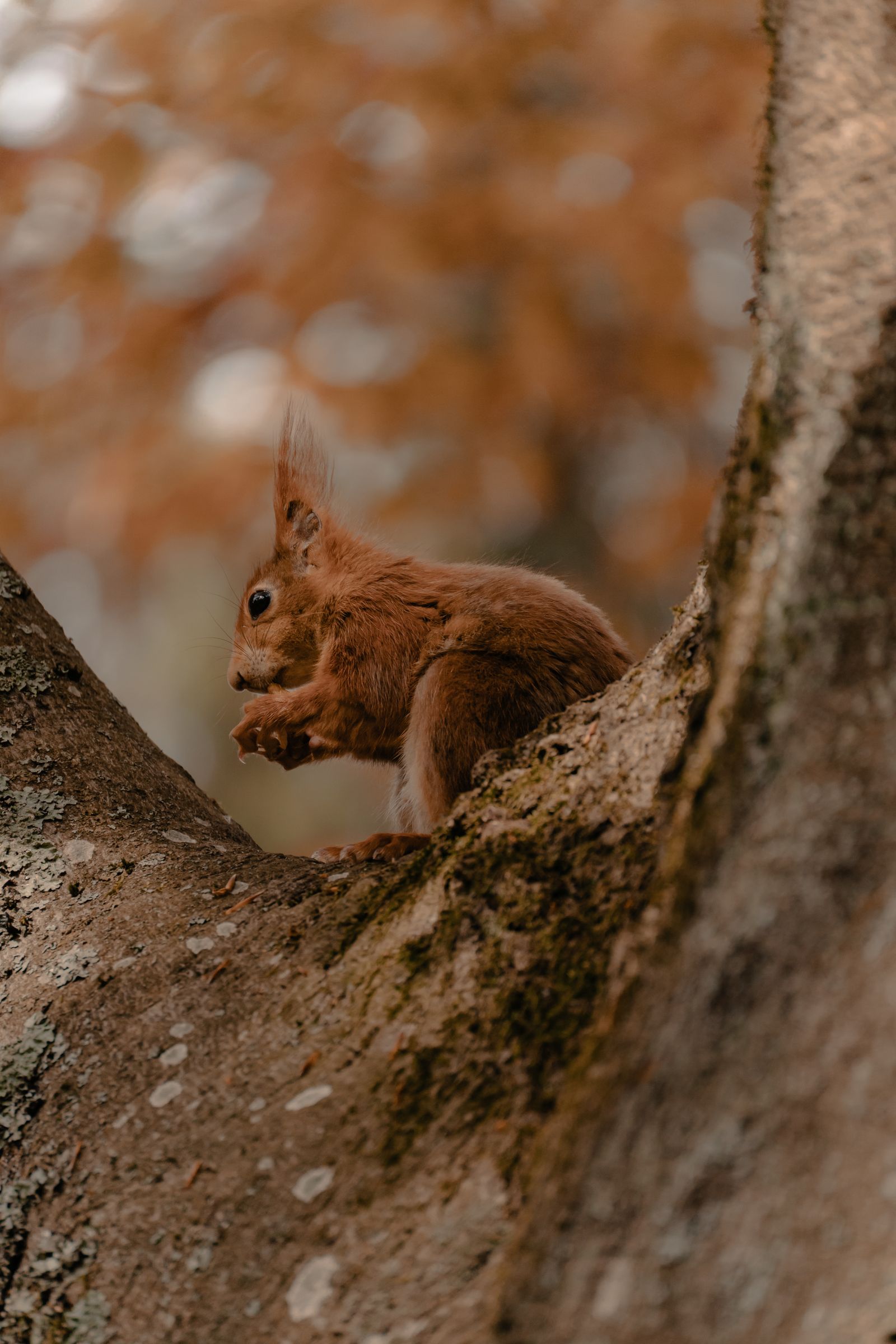 Red Squirrel Photos, Download The BEST Free Red Squirrel Stock Photos ...