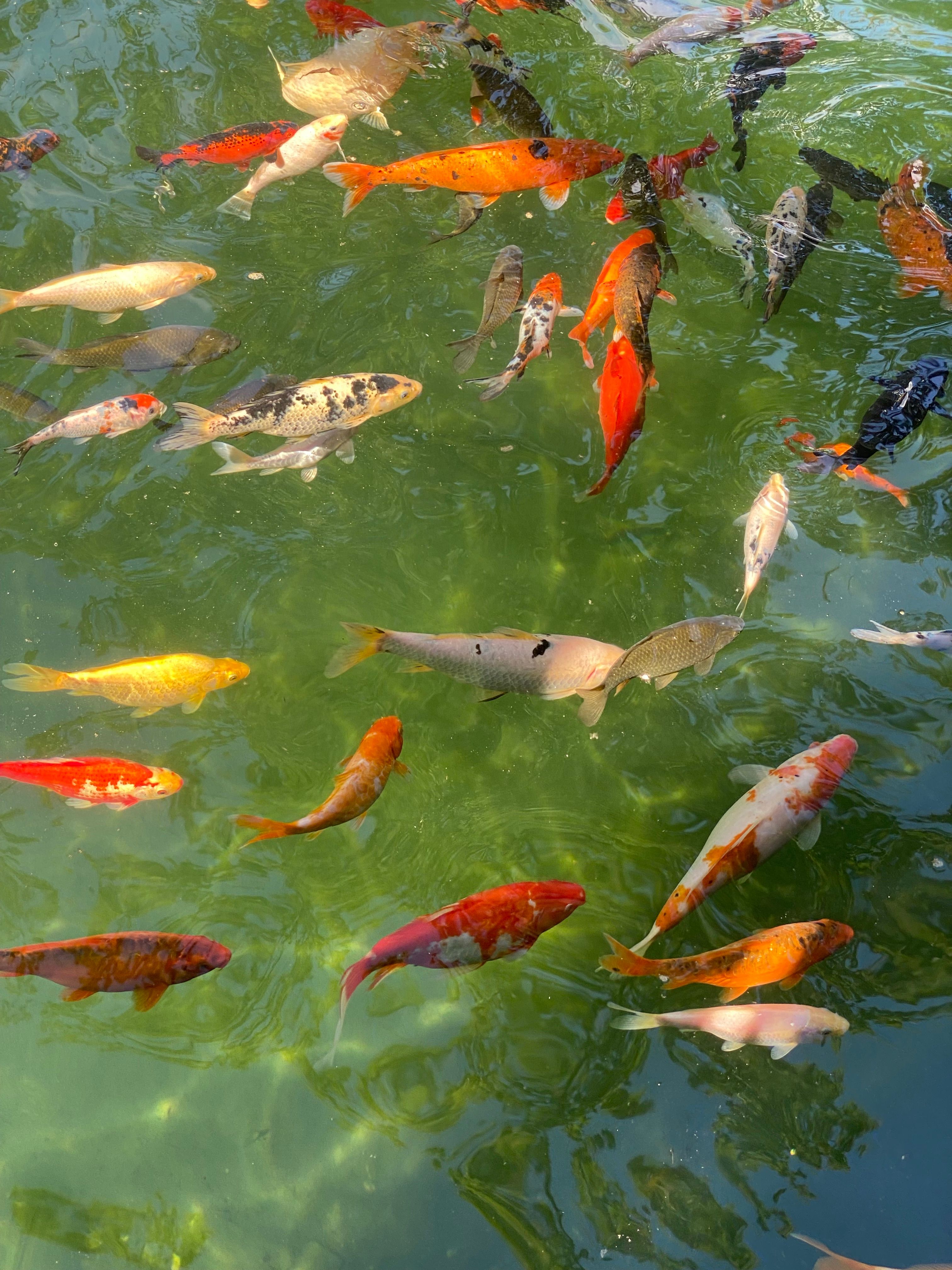 Vibrant Koi Fish Swimming in Clear Pond · Free Stock Photo