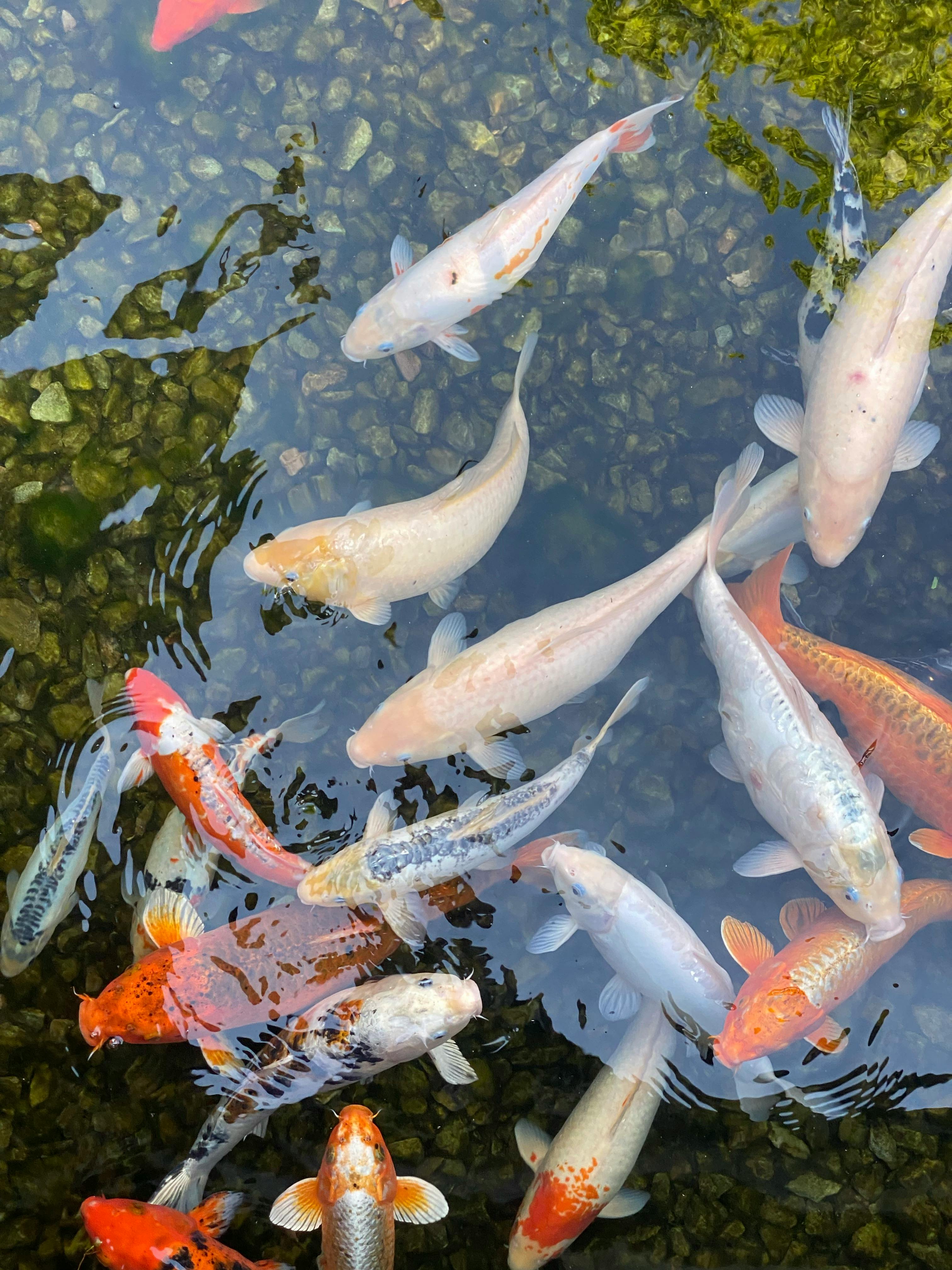 Koi Fish Photos, Download The BEST Free Koi Fish Stock Photos & HD Images