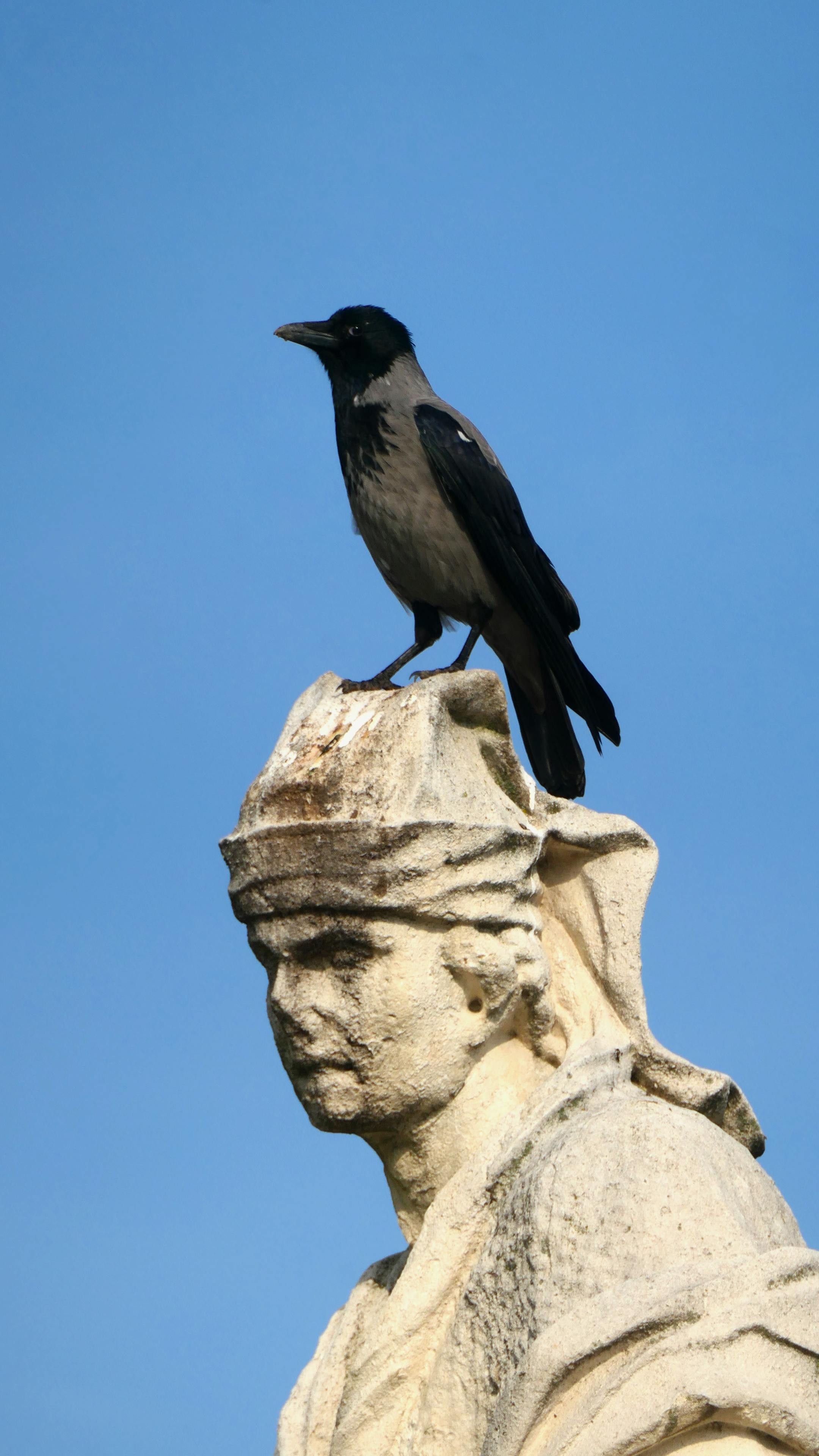 Zeebra Head Photos, Download The BEST Free Zeebra Head Stock Photos ...