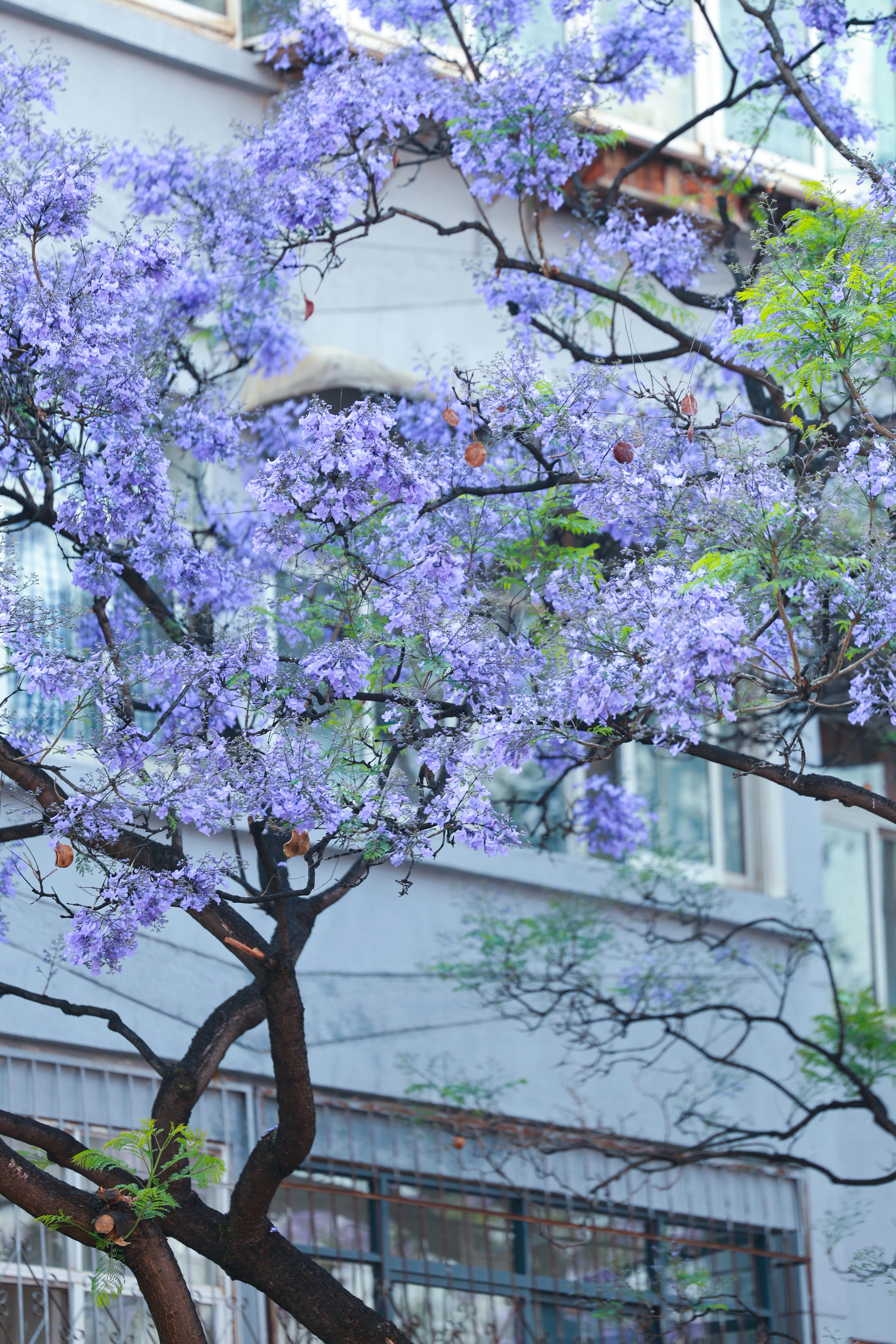 Blooming Jacaranda Tree Outside Urban Building · Free Stock Photo