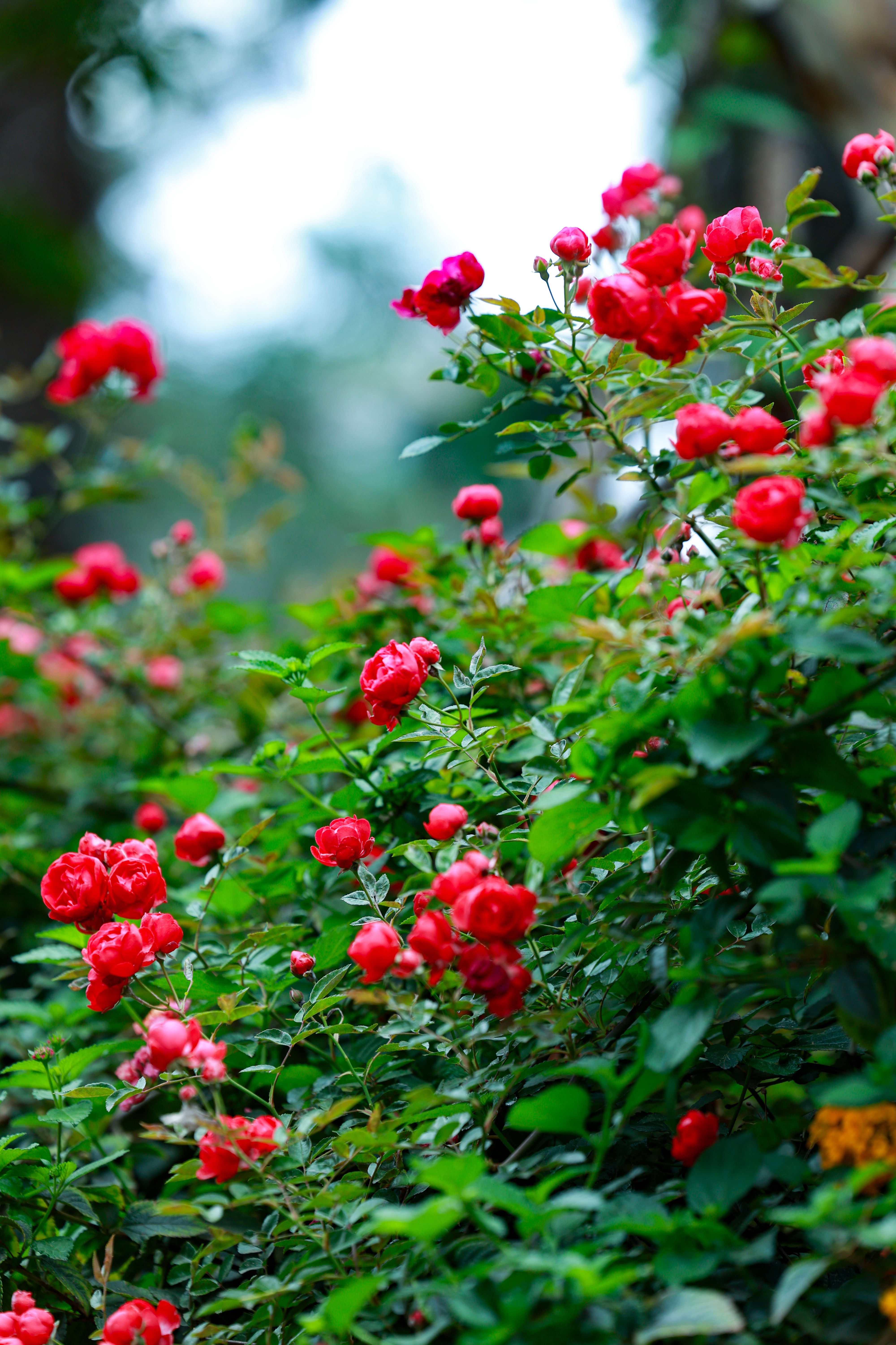 Vibrant Red Roses Blooming in Lush Garden · Free Stock Photo
