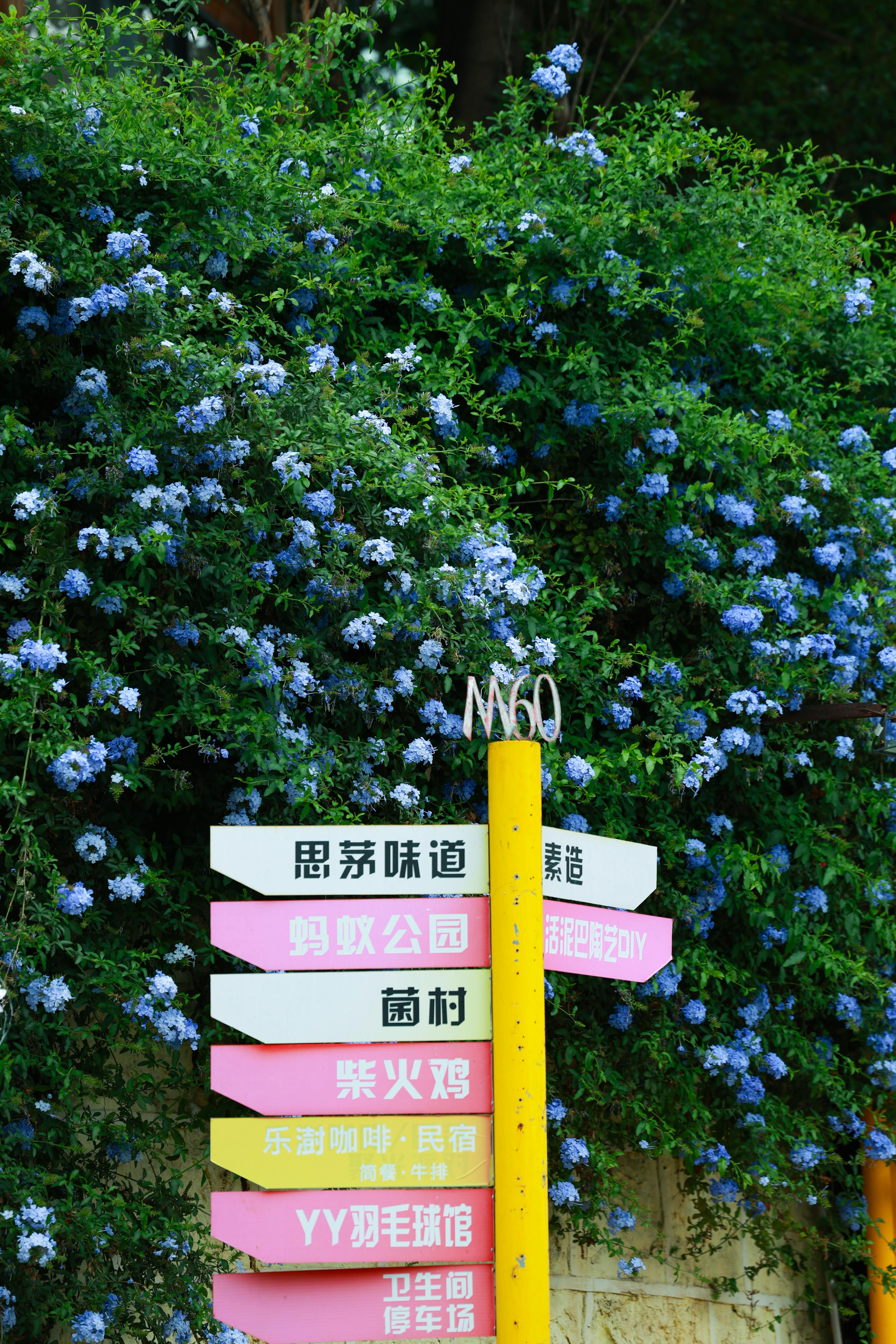 Colorful Signpost Amidst Vibrant Flora · Free Stock Photo
