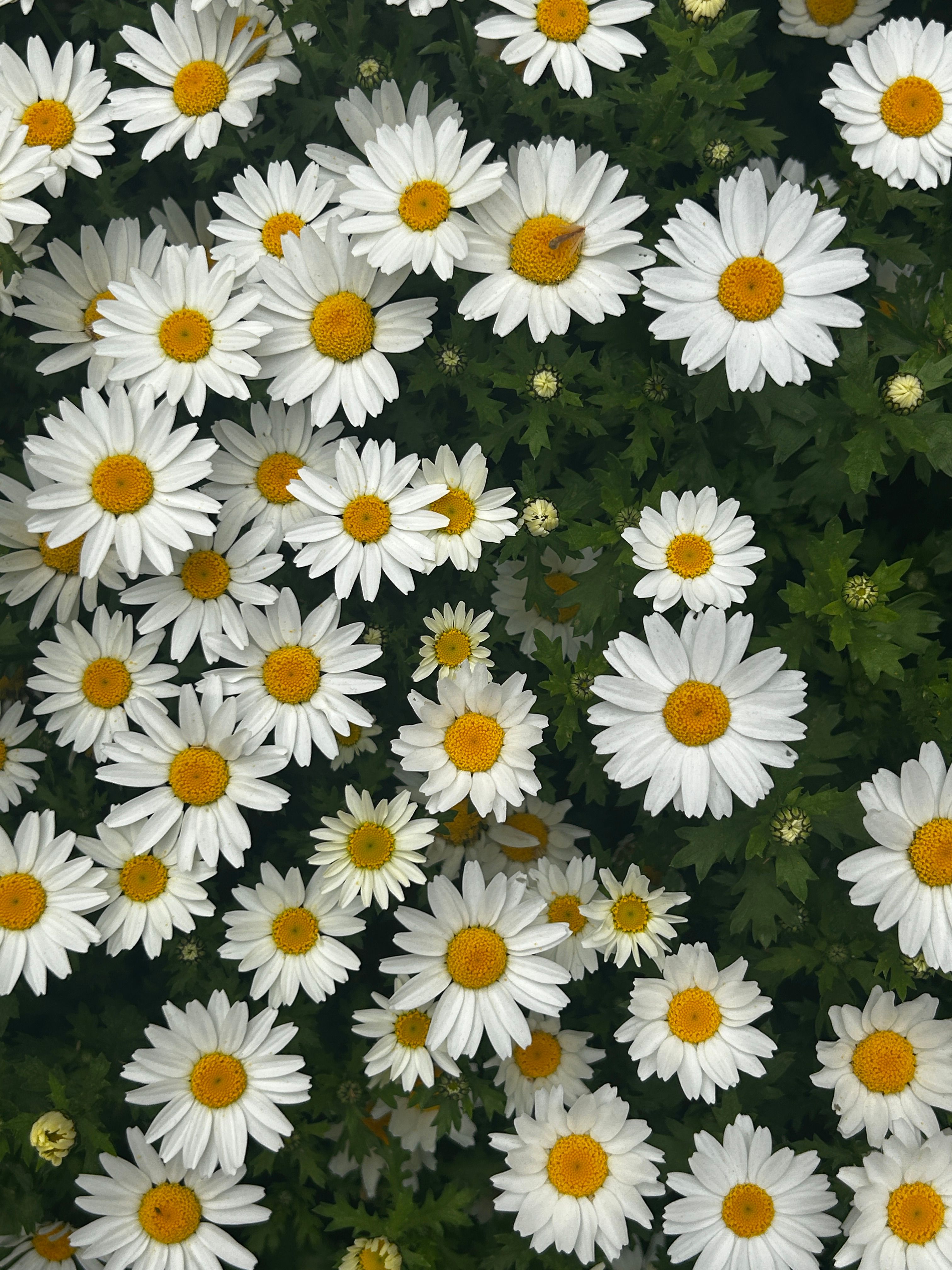 Flower Aesthetics Photos, Download The BEST Free Flower Aesthetics ...