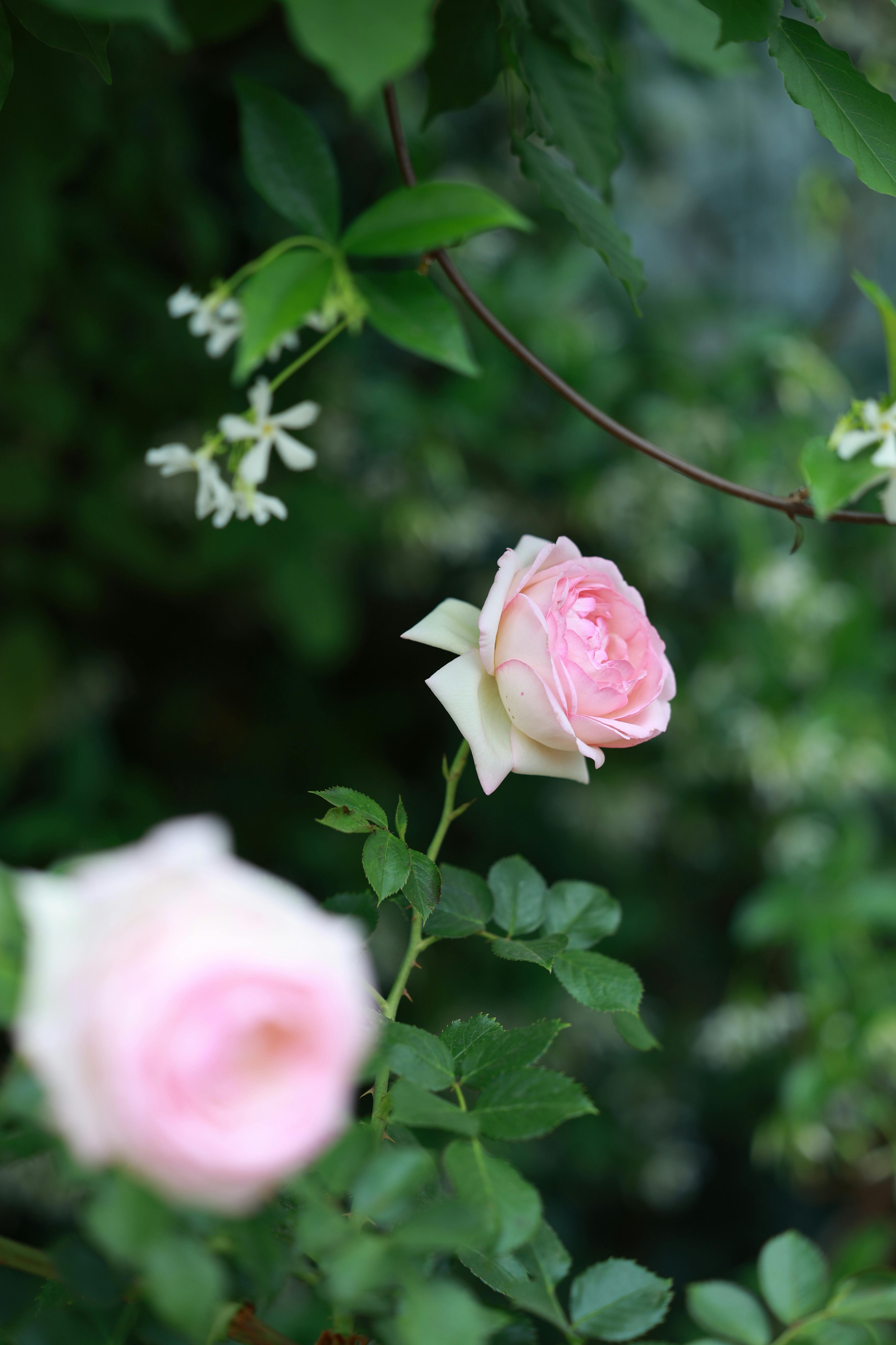 有关alcea rosea, 园林设计, 園林植物, 園藝, 垂直的, 增長, 夏天, 天性, 專注, 後院, 戶外, 景觀, 景觀植物 ...