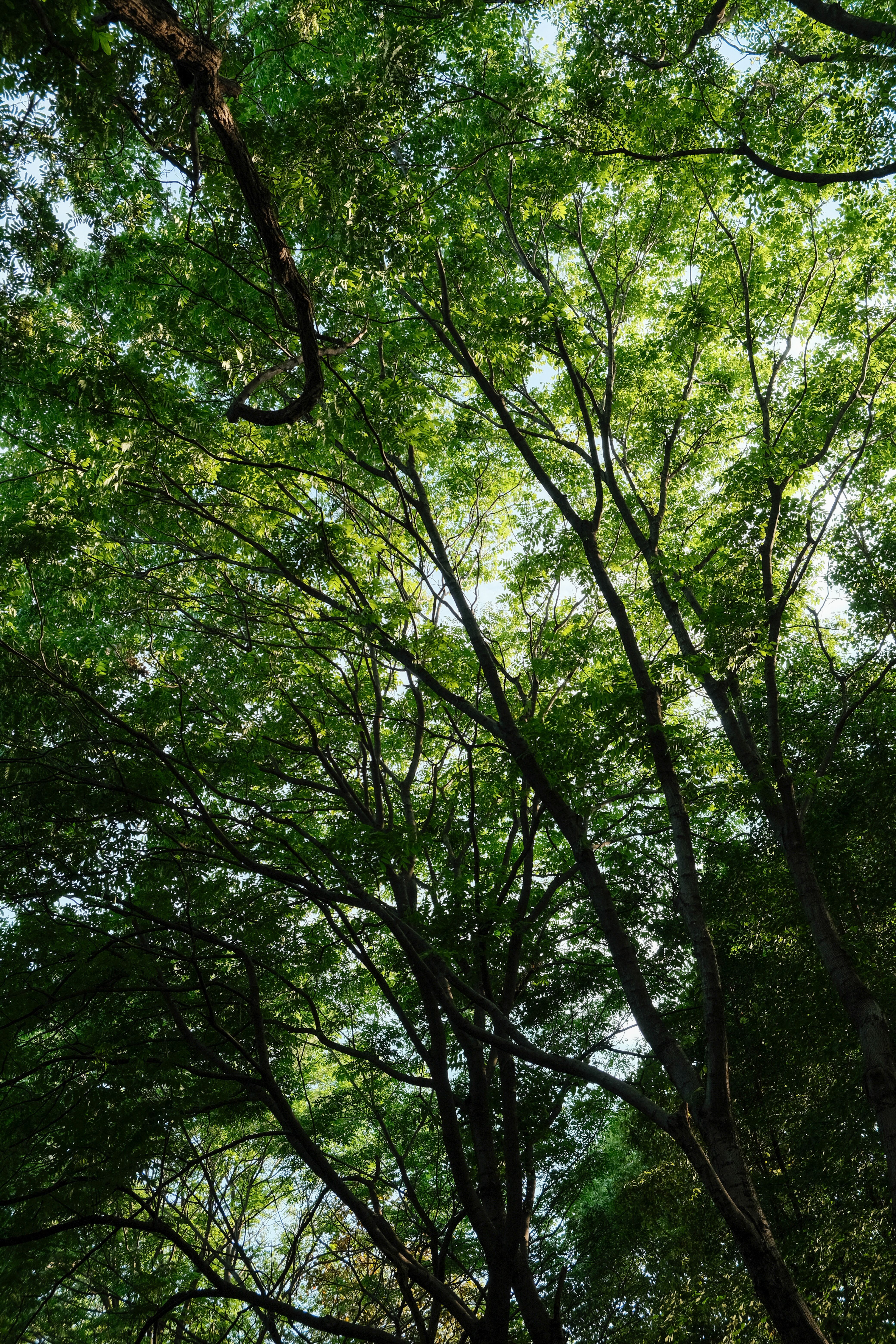 Forest Oxygen Photos, Download The BEST Free Forest Oxygen Stock Photos ...