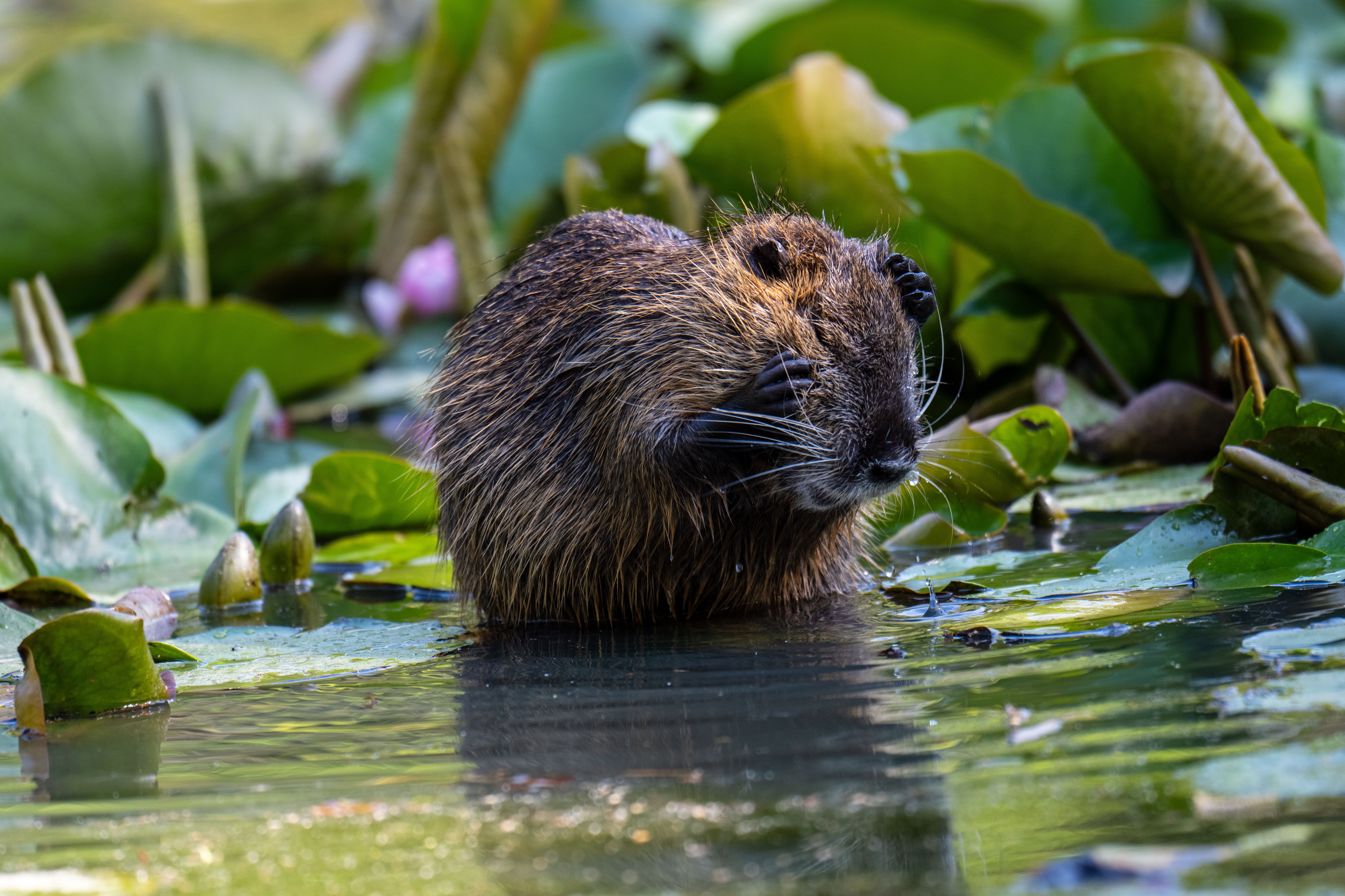 Základová fotografie na téma bobr, bobři, býložravec, castor canadensis ...