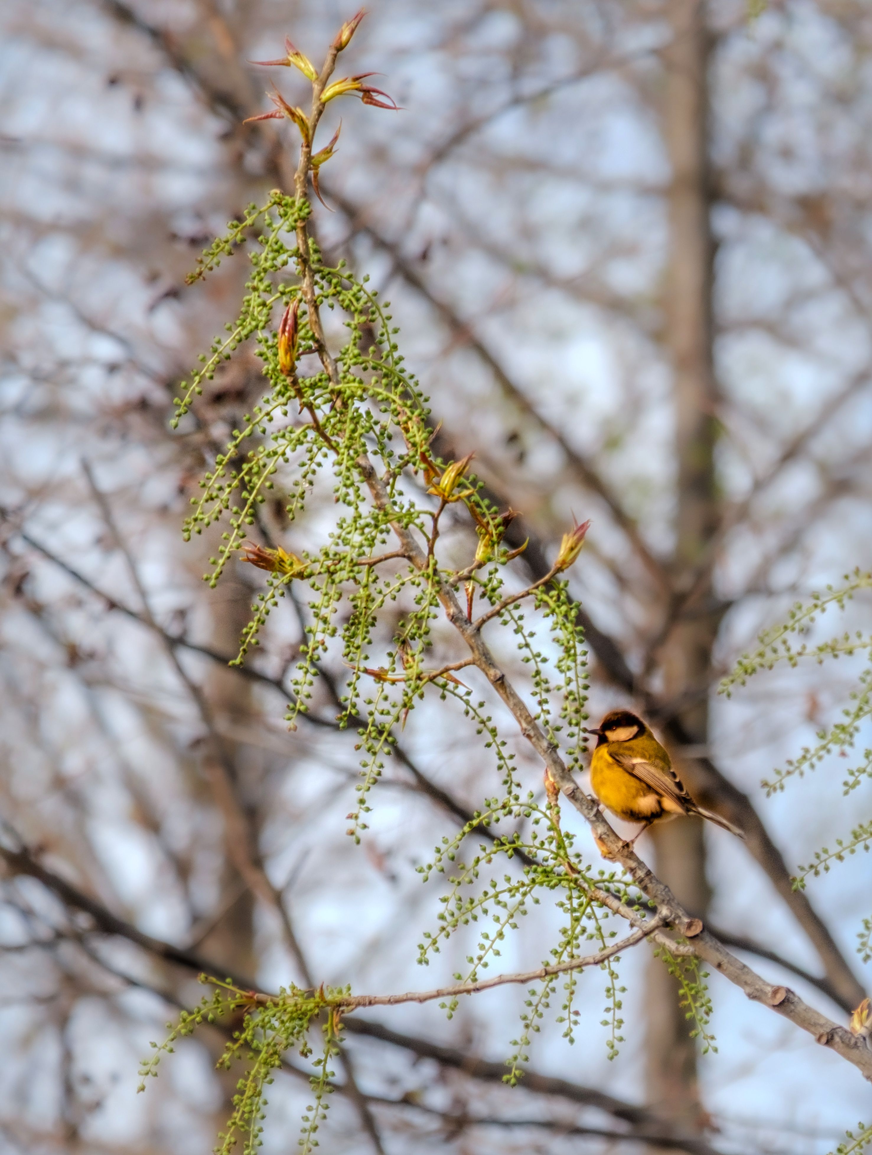 Yellow Bird Perched in Springtime Branches · Free Stock Photo