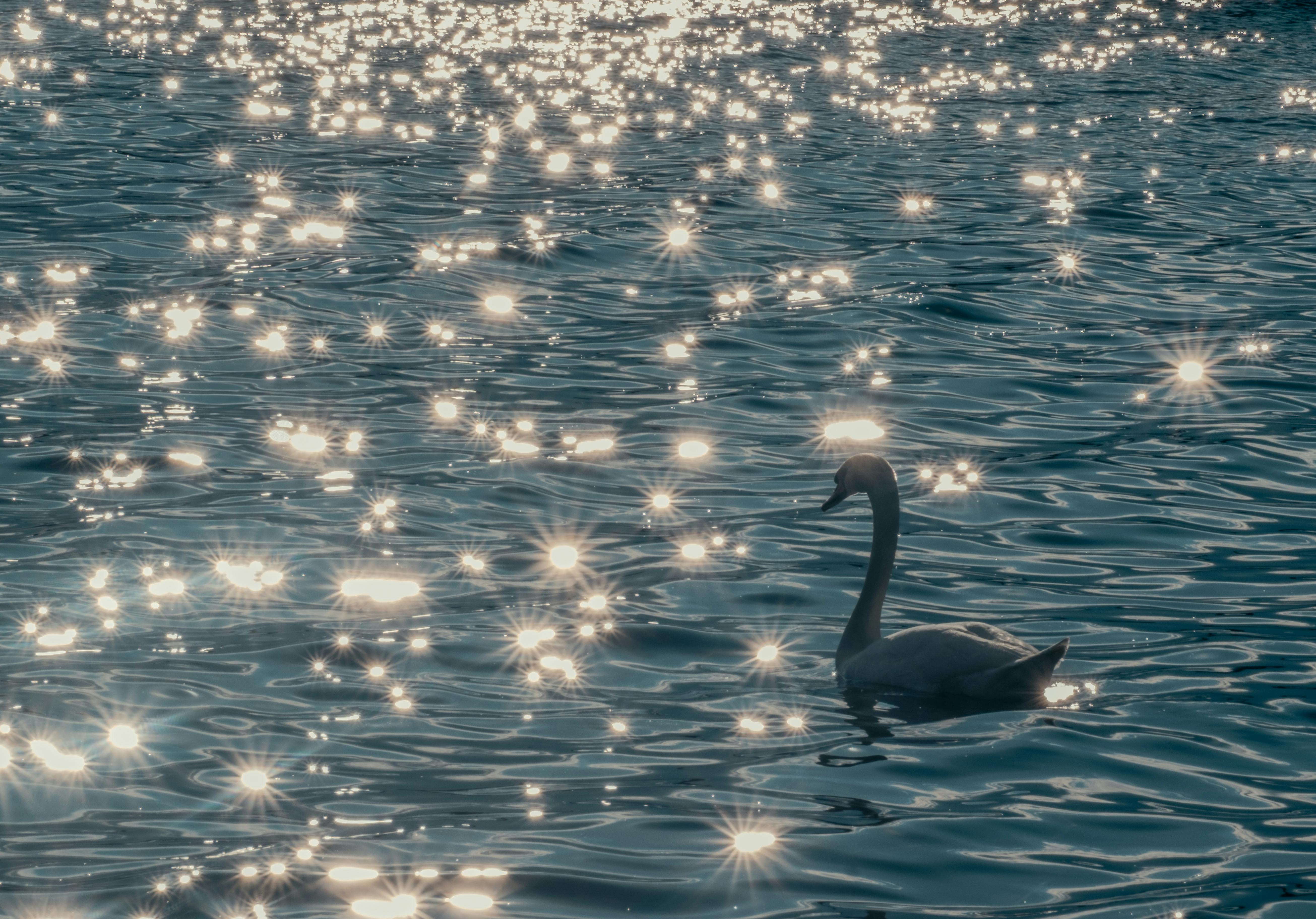 Serene Swan in Sparkling Sunlit Lake · Free Stock Photo
