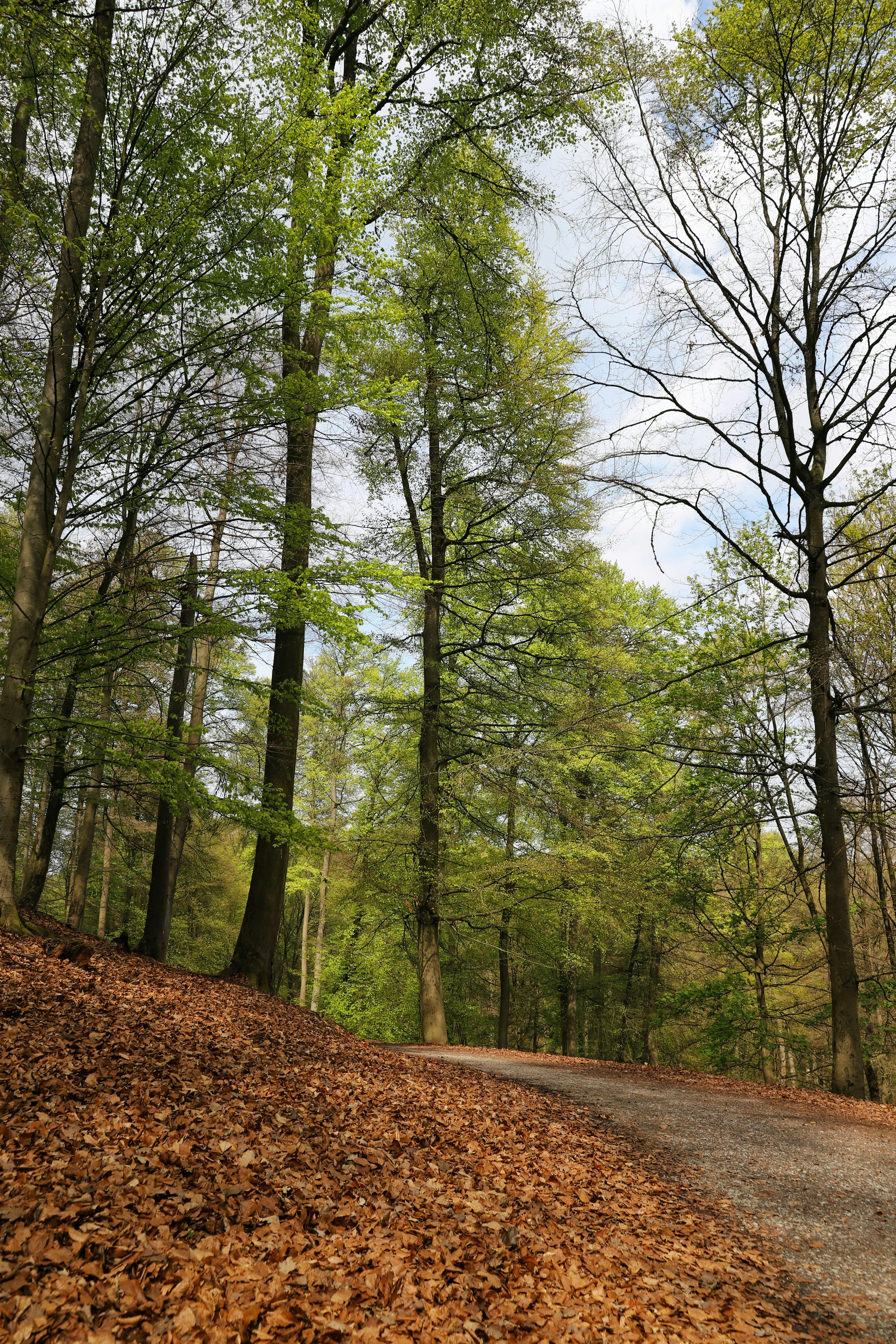 Springtime In The Woods Photos, Download The BEST Free Springtime In ...