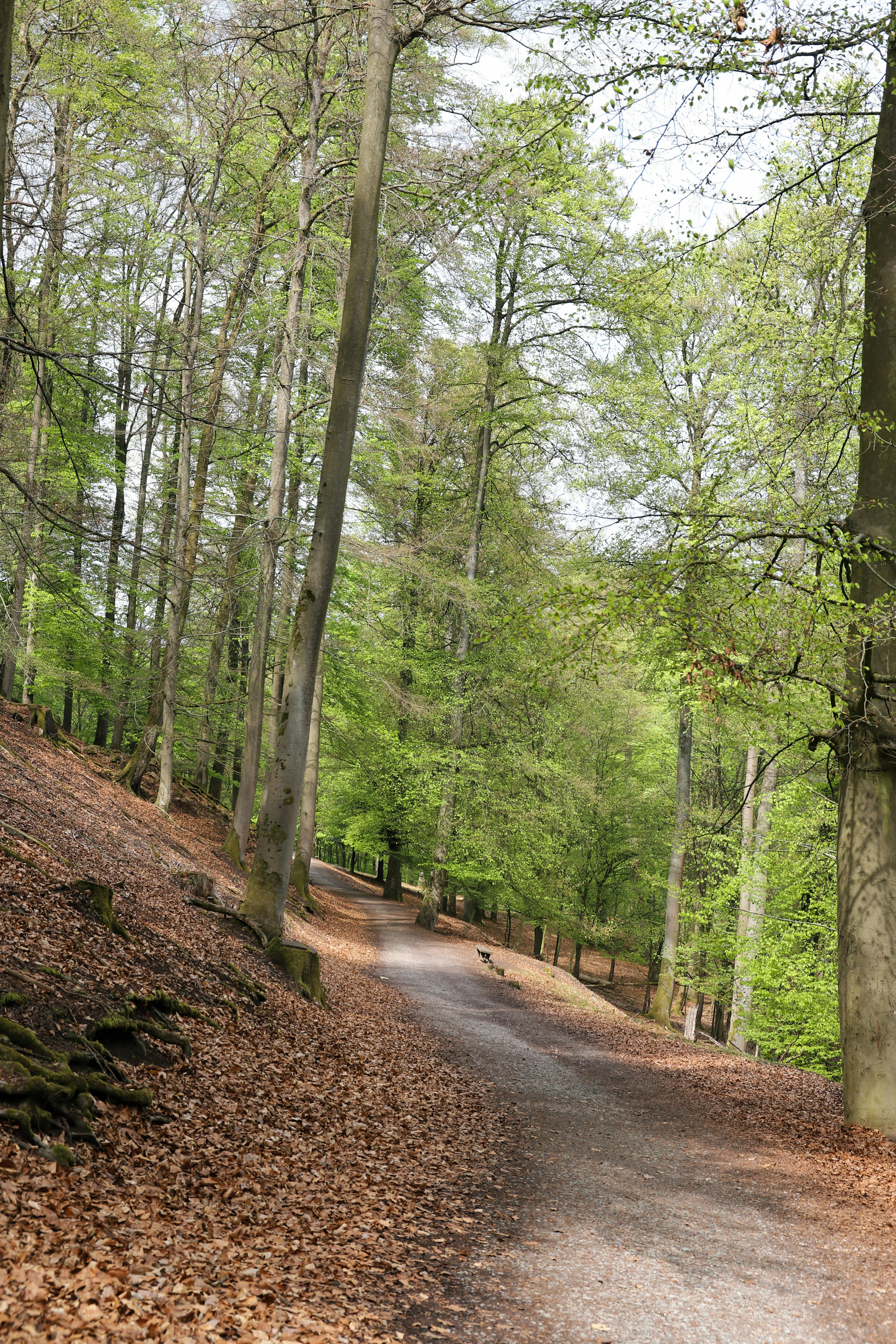 Peaceful Forest Path in Springtime · Free Stock Photo