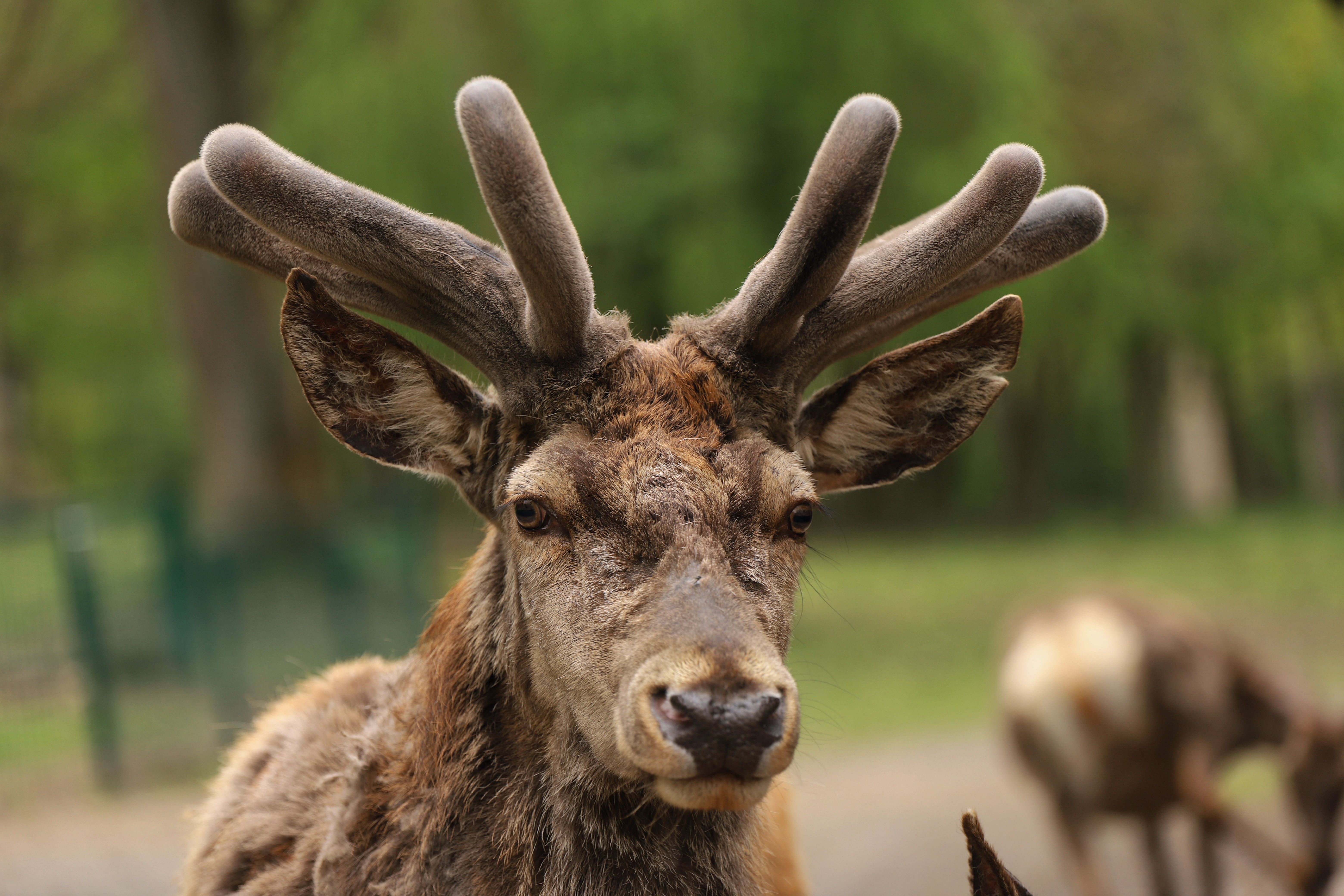 Close-up Portrait of a Deer with Velvet Antlers · Free Stock Photo