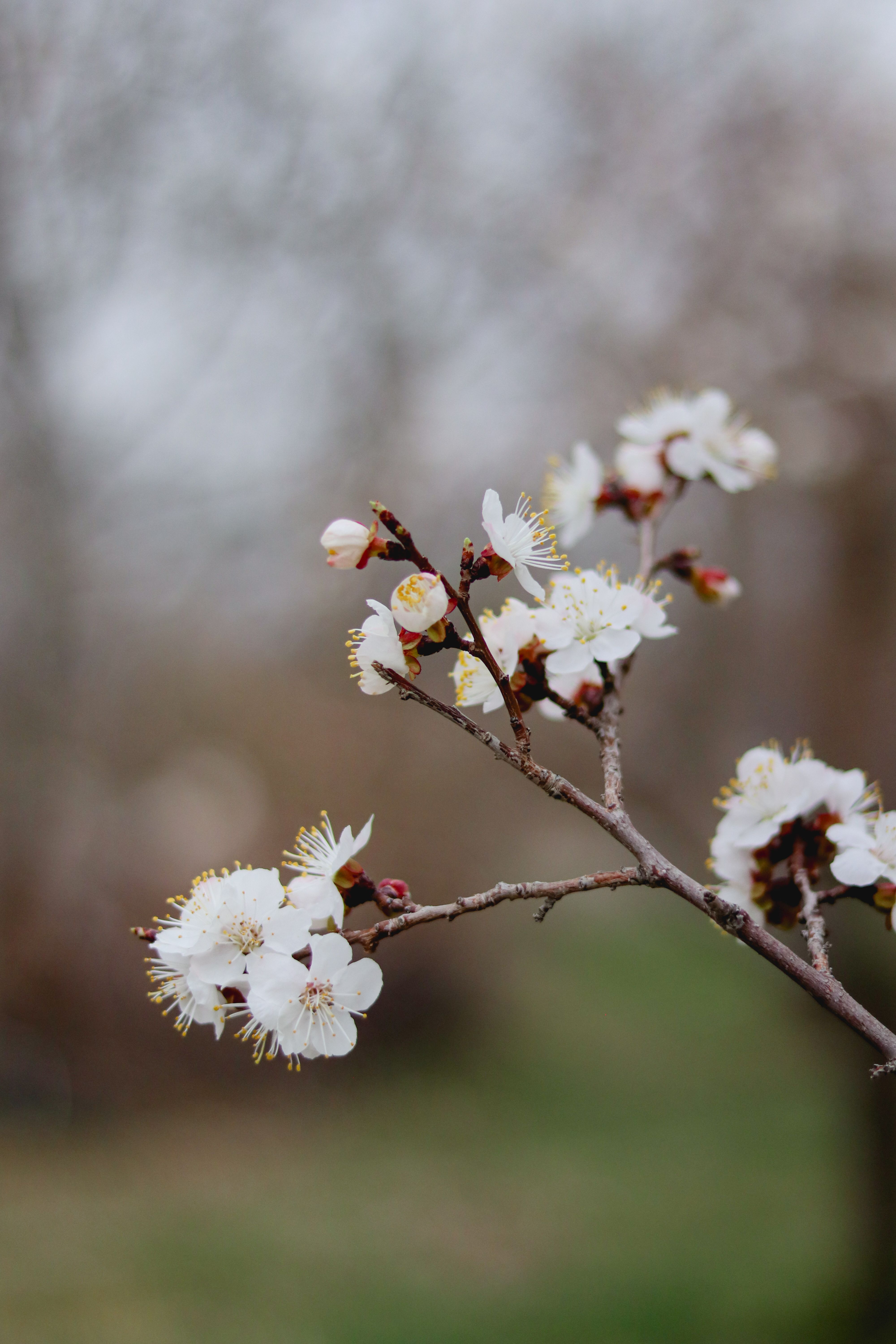 Close-up of White Cherry Blossoms in Springtime · Free Stock Photo