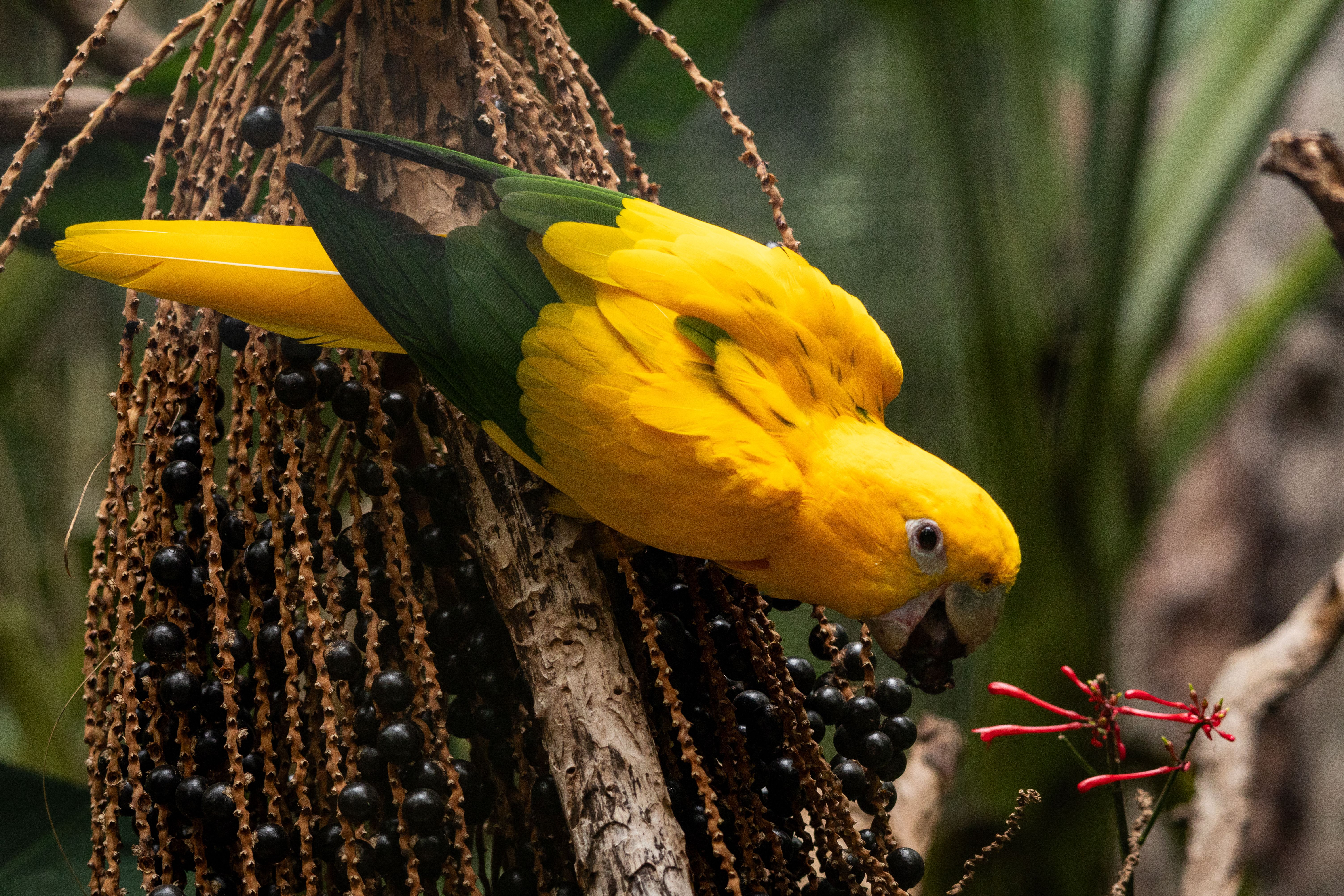 Vibrant Yellow Parrot Feeding in Lush Nature · Free Stock Photo