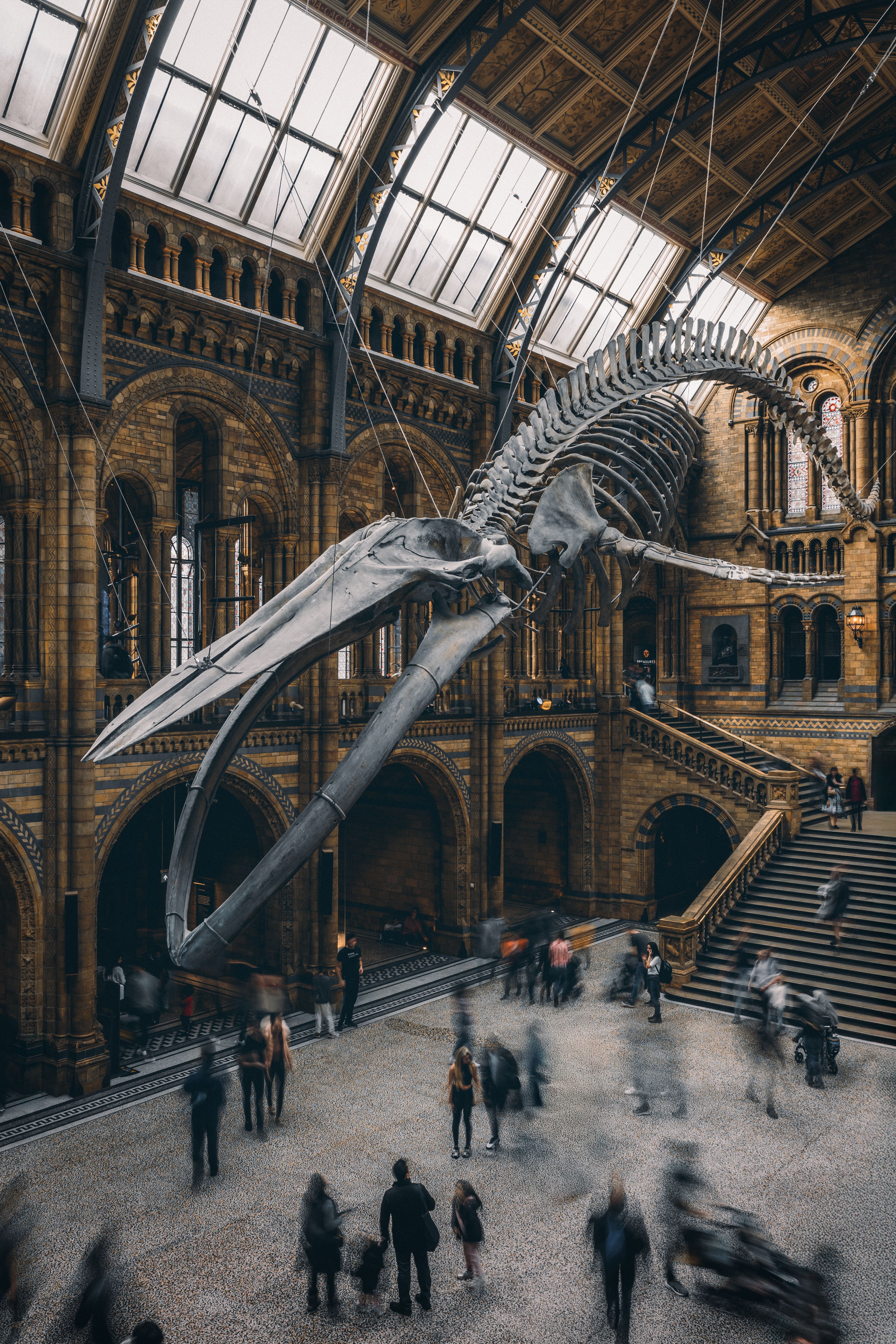 Whale Skeleton Exhibit at Natural History Museum · Free Stock Photo