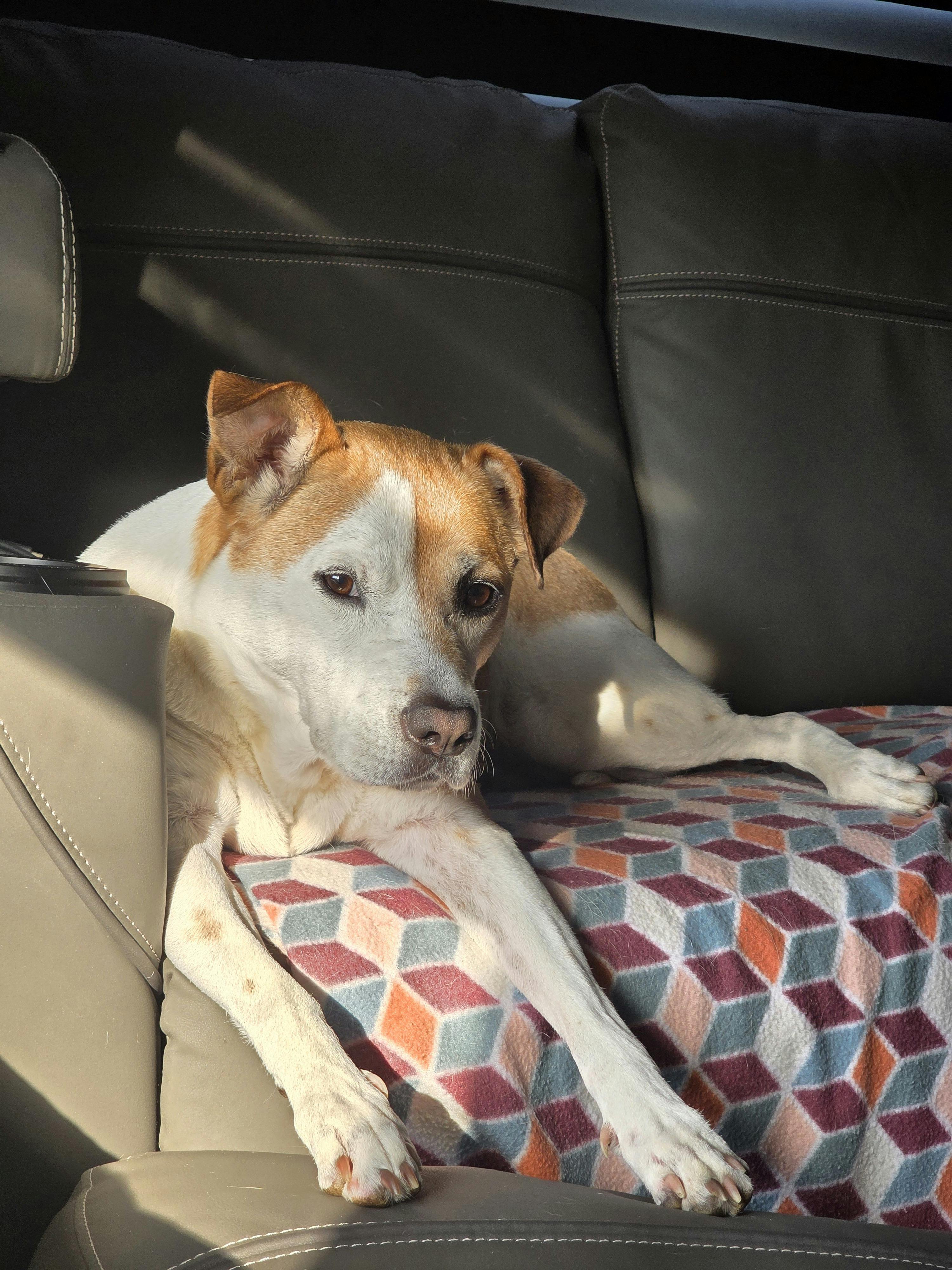 Dog Pfp Photos, Download The BEST Free Dog Pfp Stock Photos & HD Images