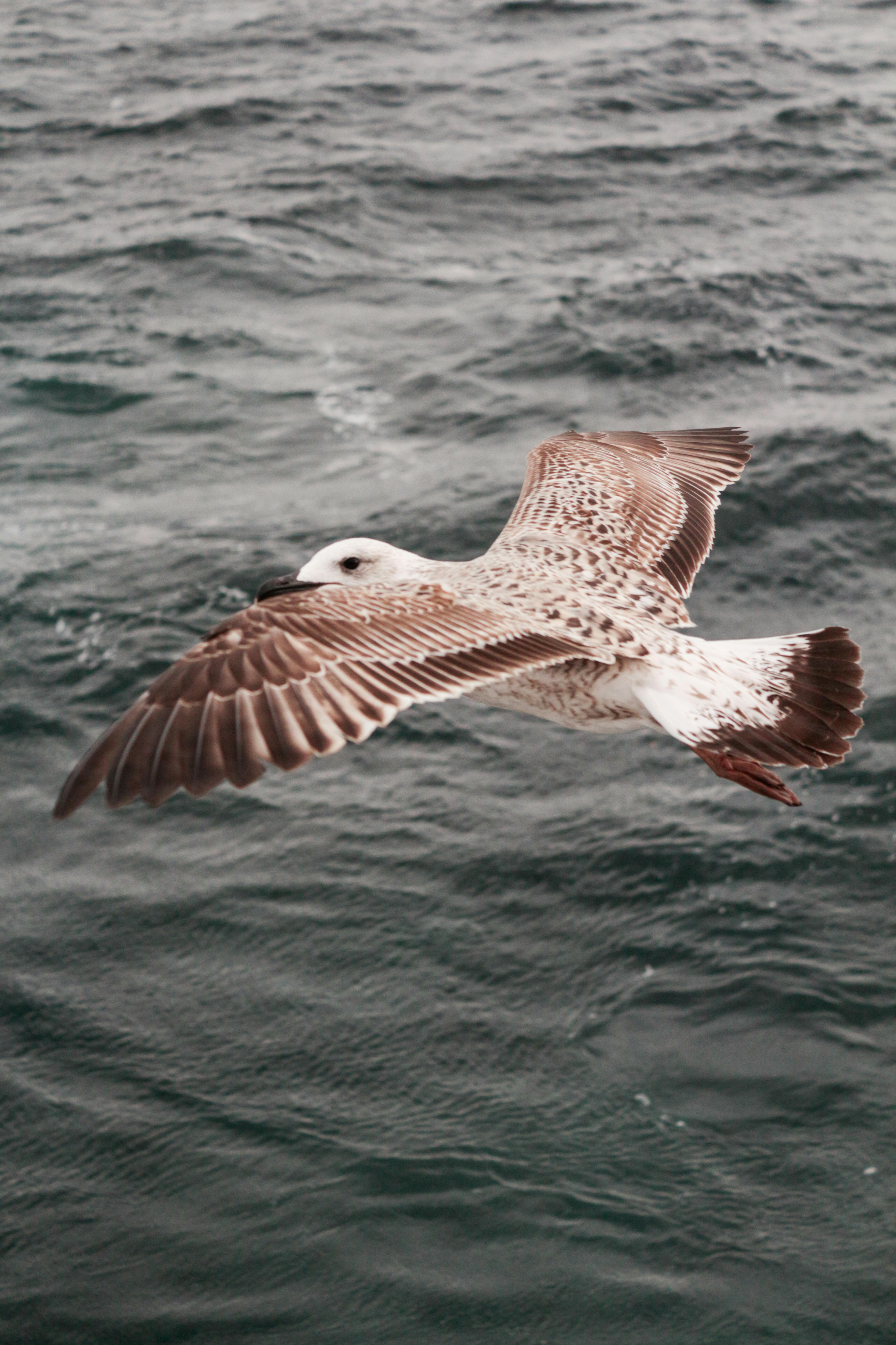 Majestic Seagull Soaring Over Ocean Waters · Free Stock Photo