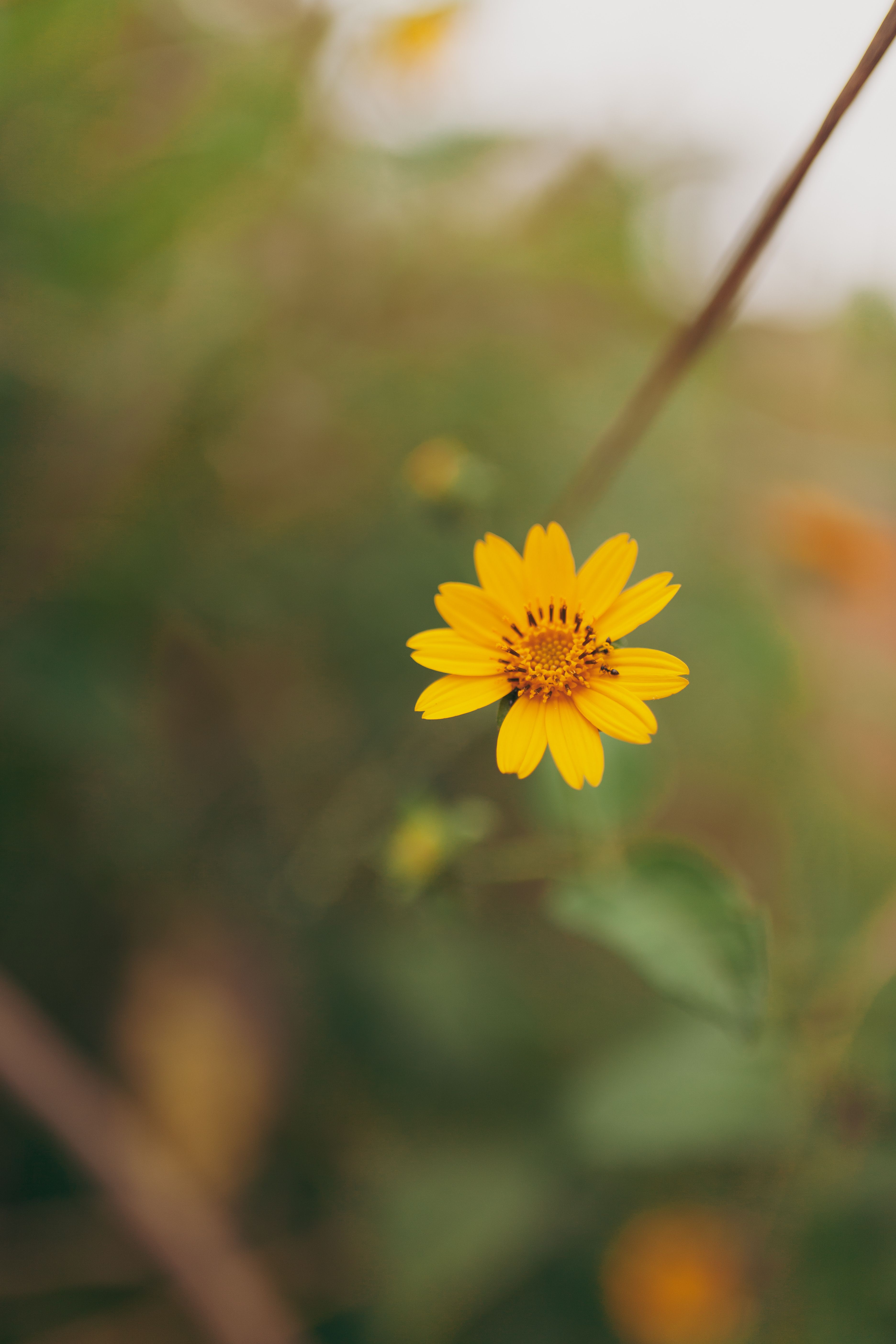 Bright Yellow Flower in Lagos Garden · Free Stock Photo