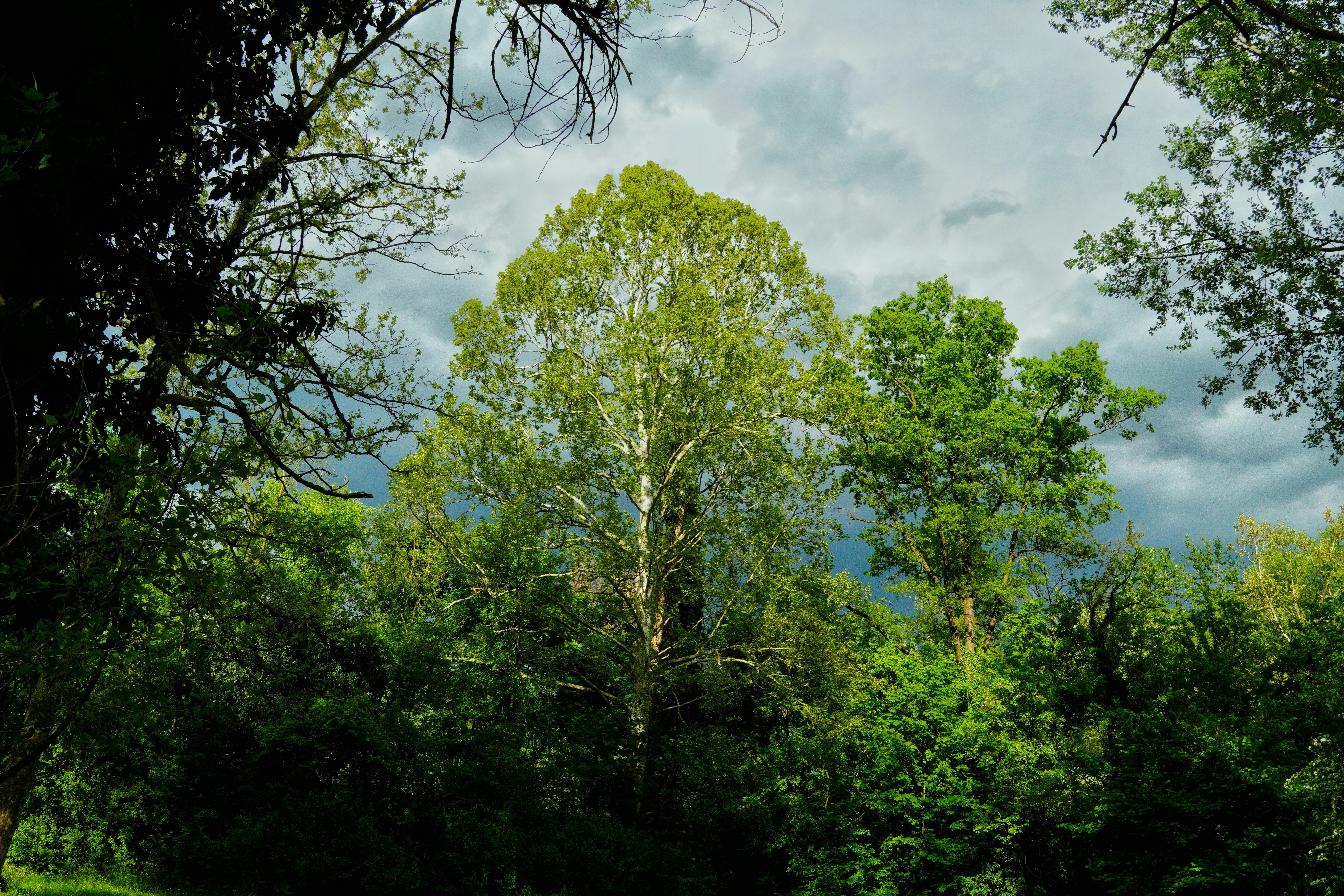Lush Green Forest with Dramatic Sky · Free Stock Photo