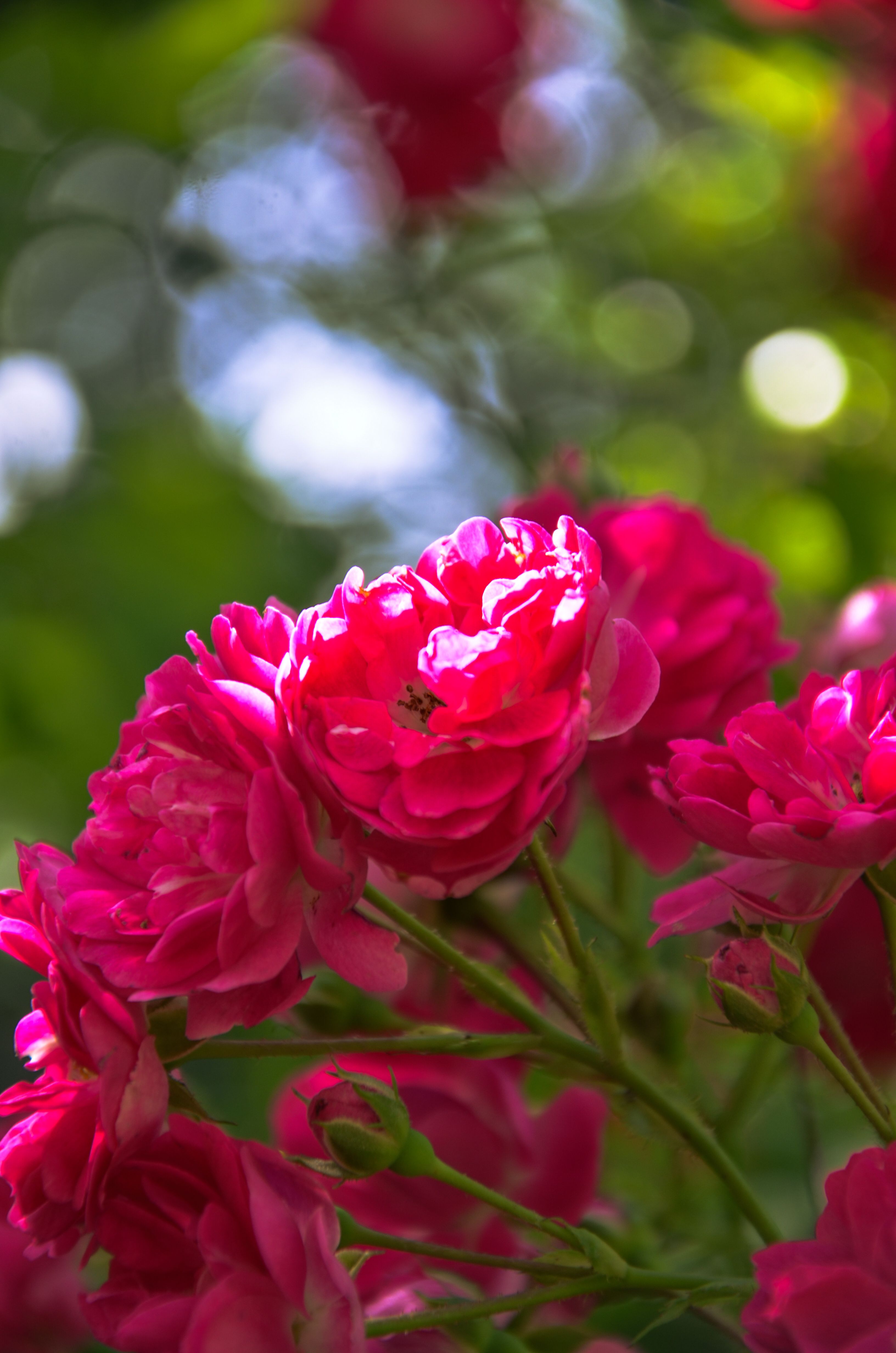 Rose Plumeriabloem Photos, Download The BEST Free Rose Plumeriabloem ...