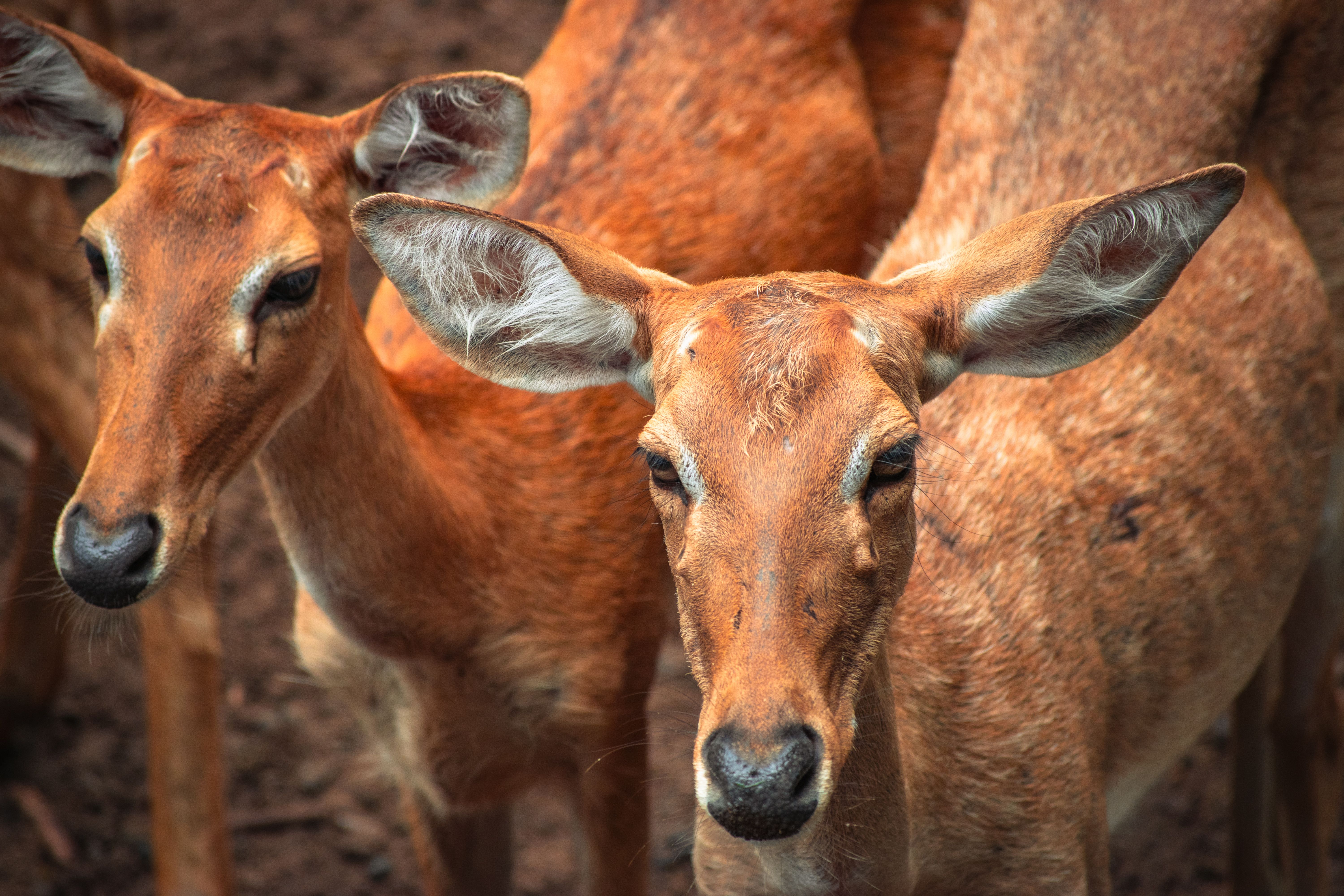 Animals On Safari Photos, Download The BEST Free Animals On Safari ...