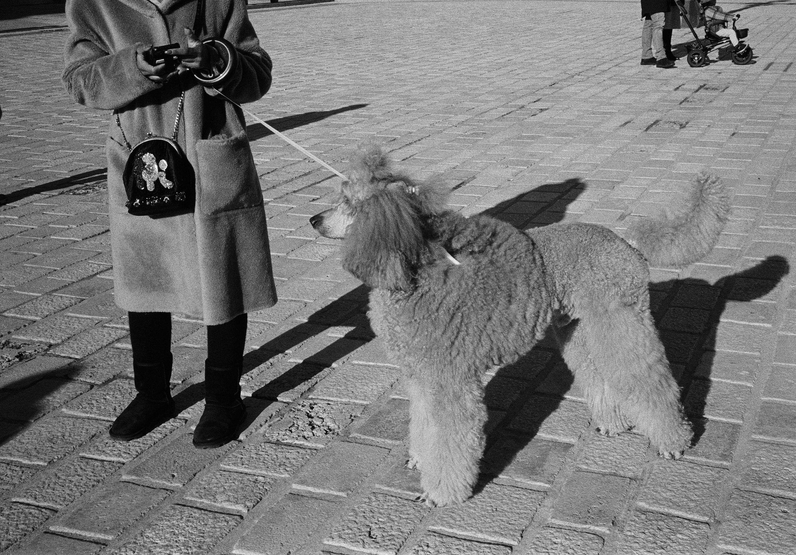 Elegant Poodle with Owner in Outdoor French Setting · Free Stock Photo