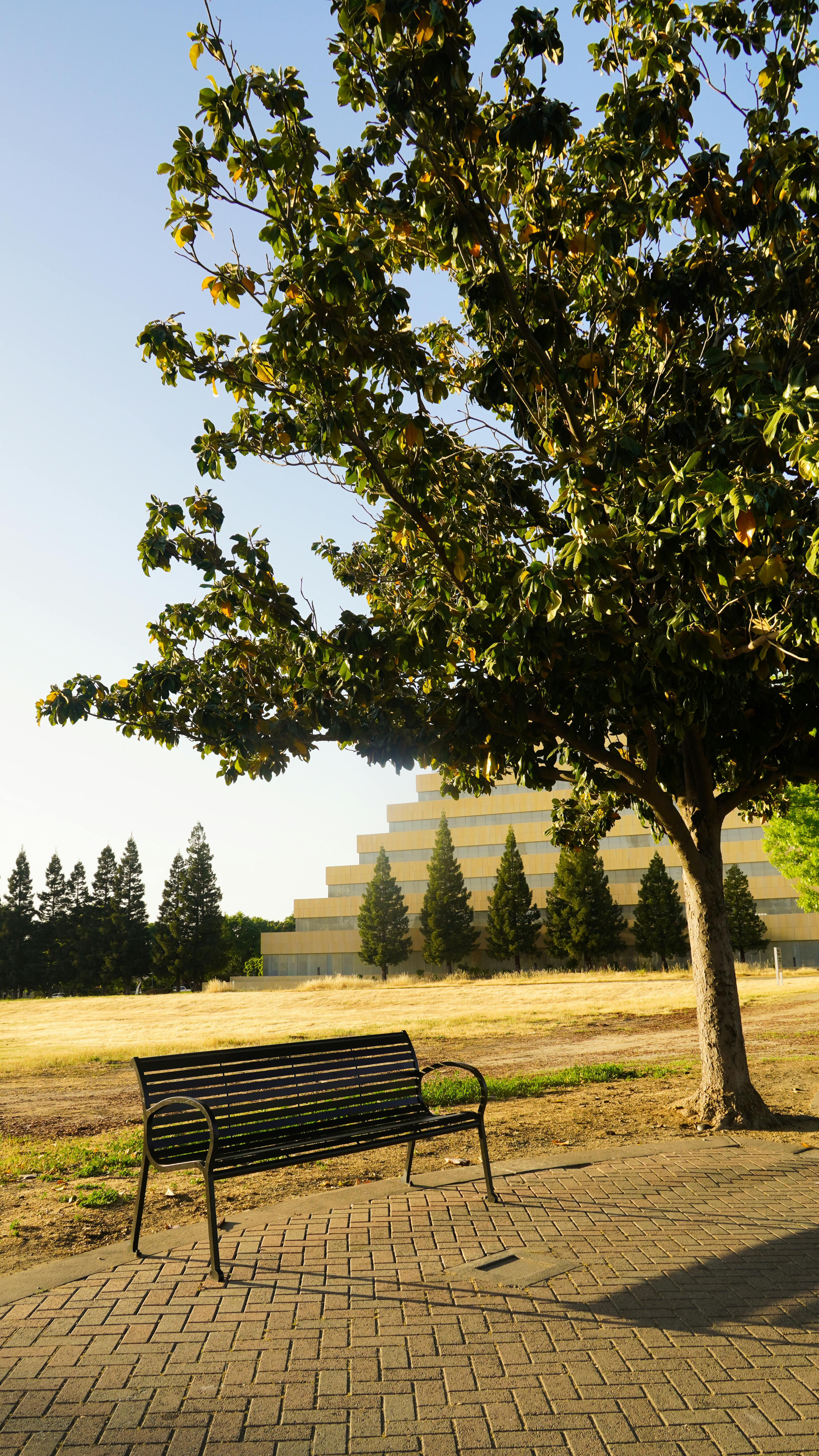 Sunny Park Bench with Tree and Pyramid in Background · Free Stock Photo
