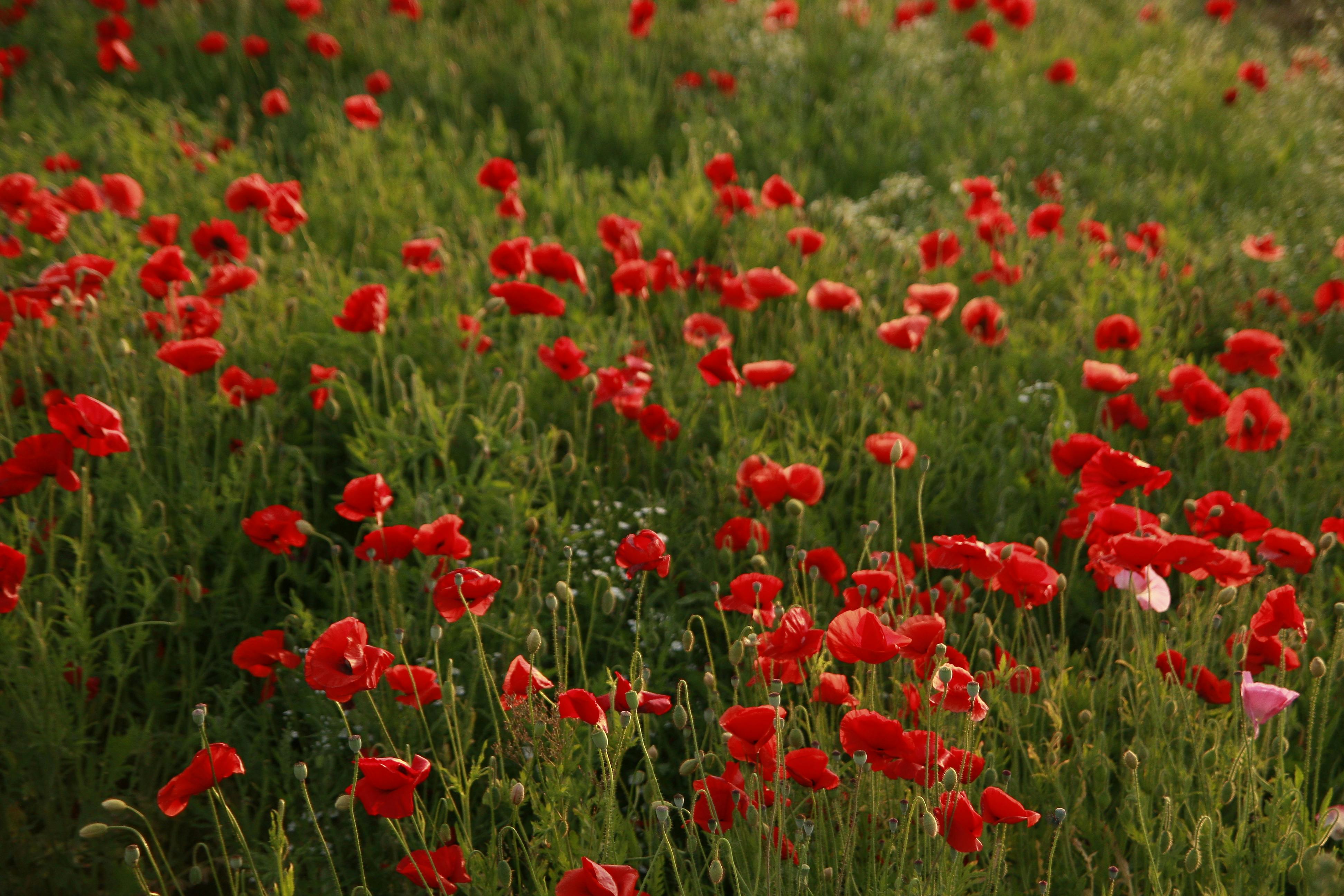 Foto de stock gratuita sobre al aire libre, amapola, amapolas, amapolas ...