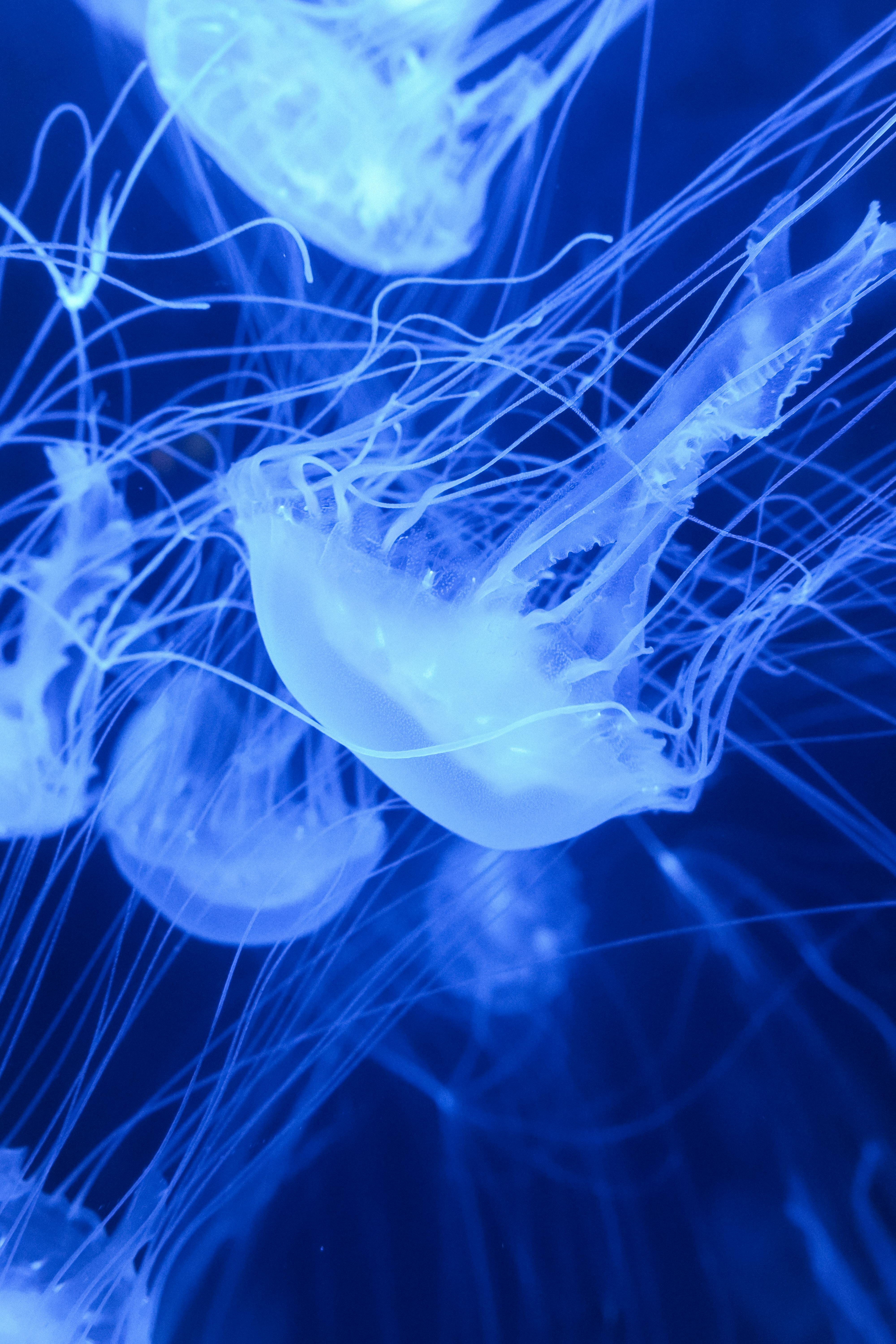 Helga+Transparent+Try+On+Uncensored Photos, Download The BEST Free ...