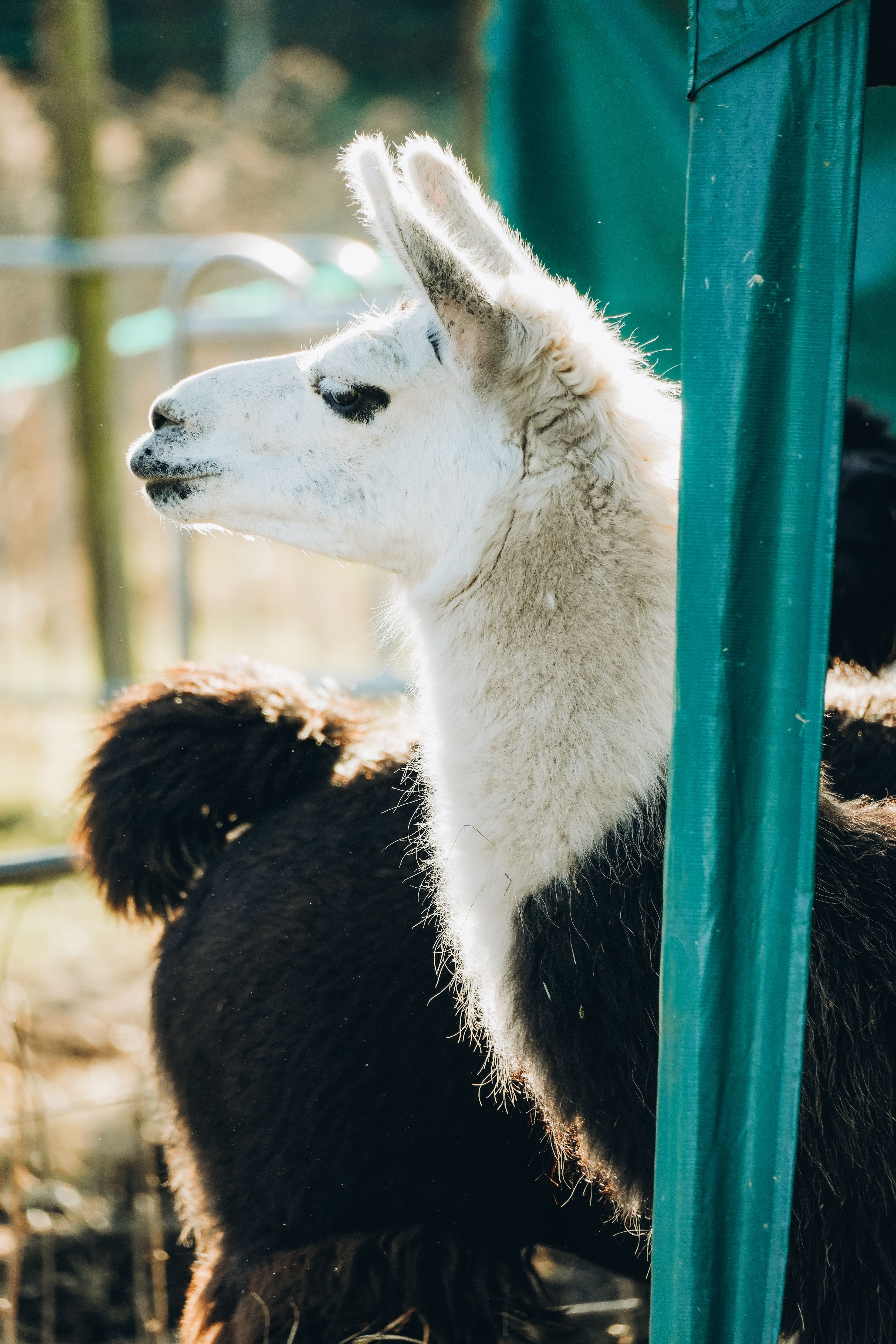 Portrait of a Llama in Natural Habitat · Free Stock Photo