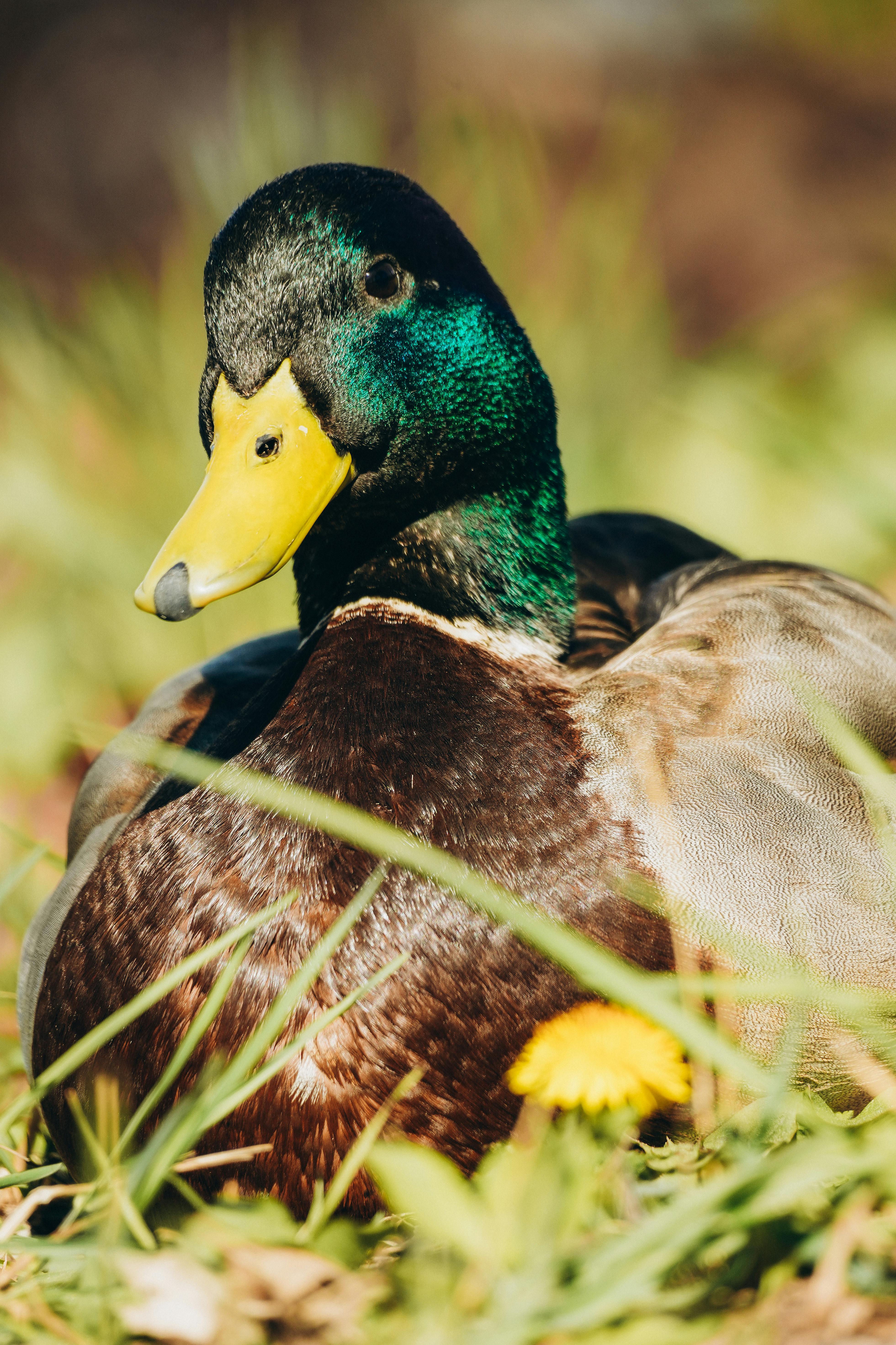 Mallard Duck in Natural Habitat Close-Up · Free Stock Photo