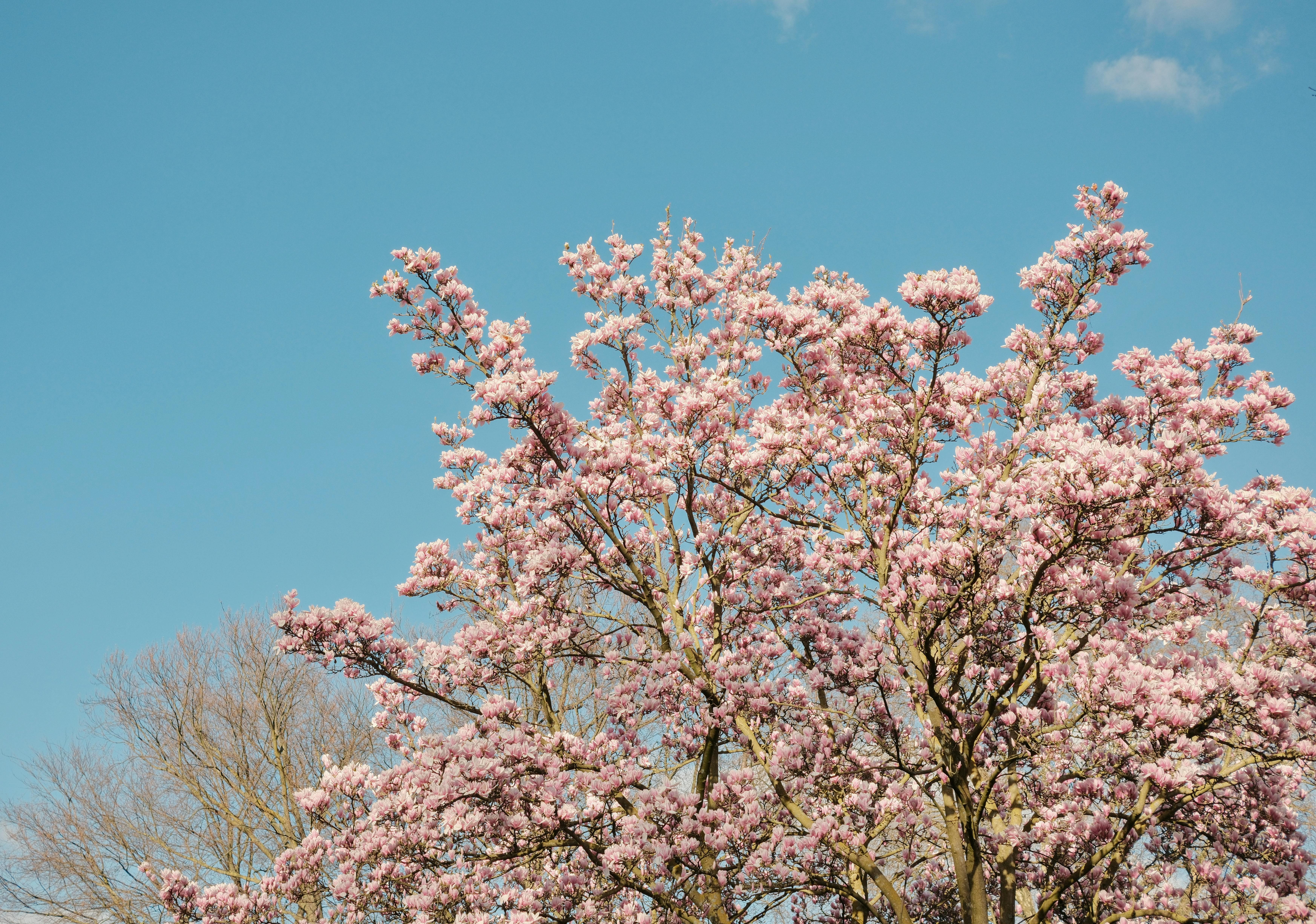 Springtime Scene Photos, Download The BEST Free Springtime Scene Stock ...