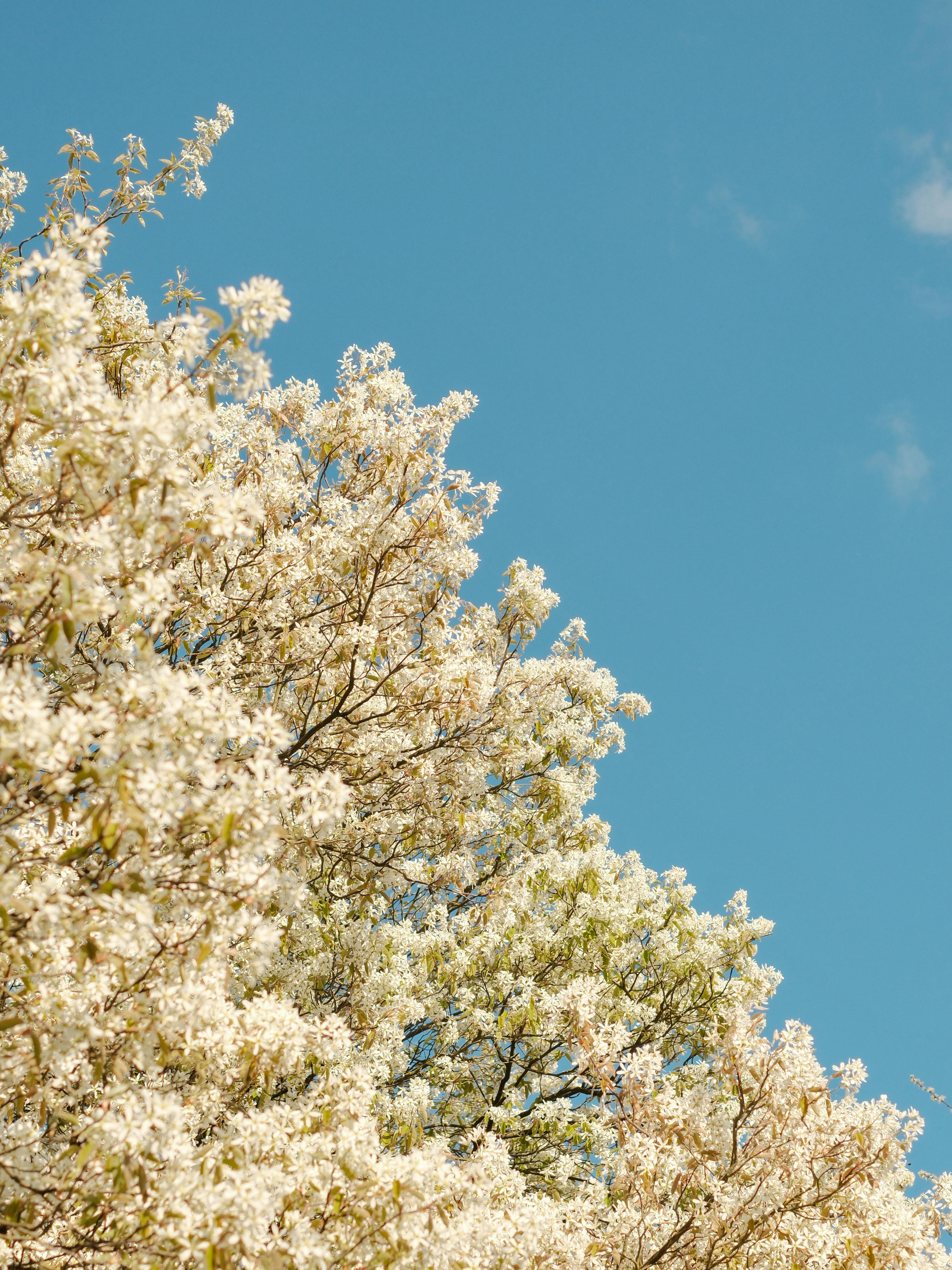 Flor De Primavera Contra Un Cielo Azul Claro · Foto de stock gratuita