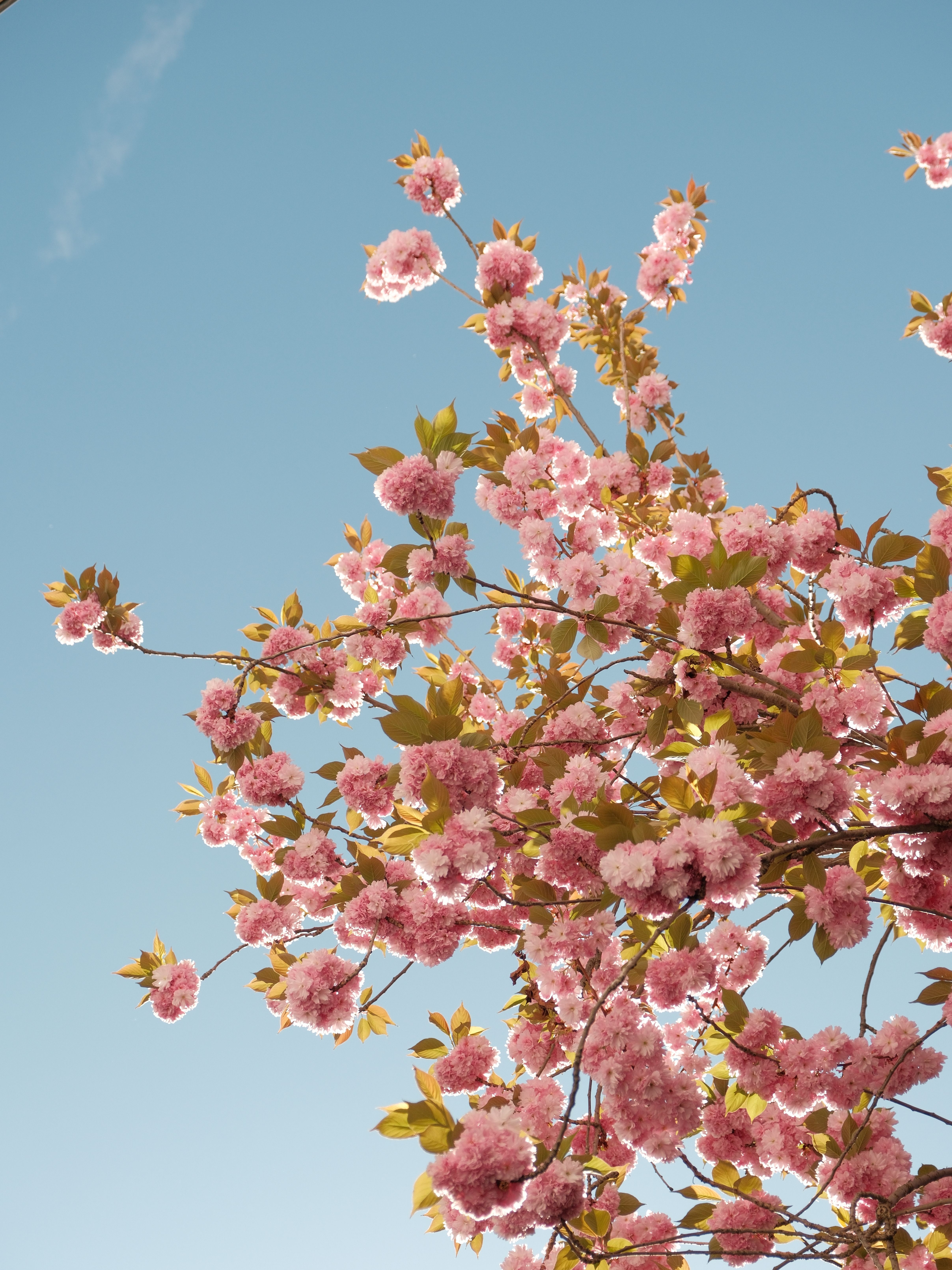 Beautiful Spring Cherry Blossoms in Bonn, Germany · Free Stock Photo