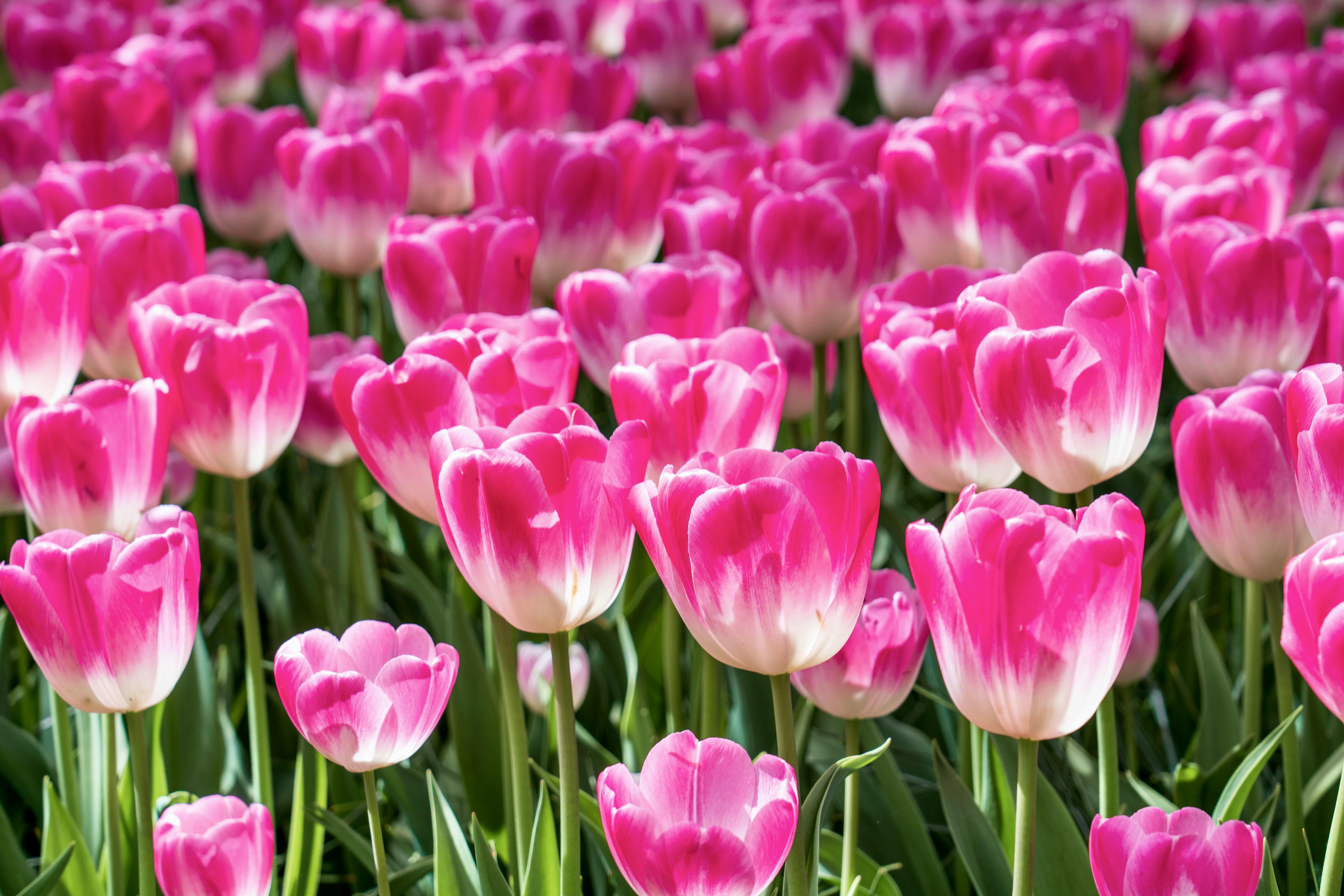 Vibrant Pink Tulip Field in Full Bloom · Free Stock Photo