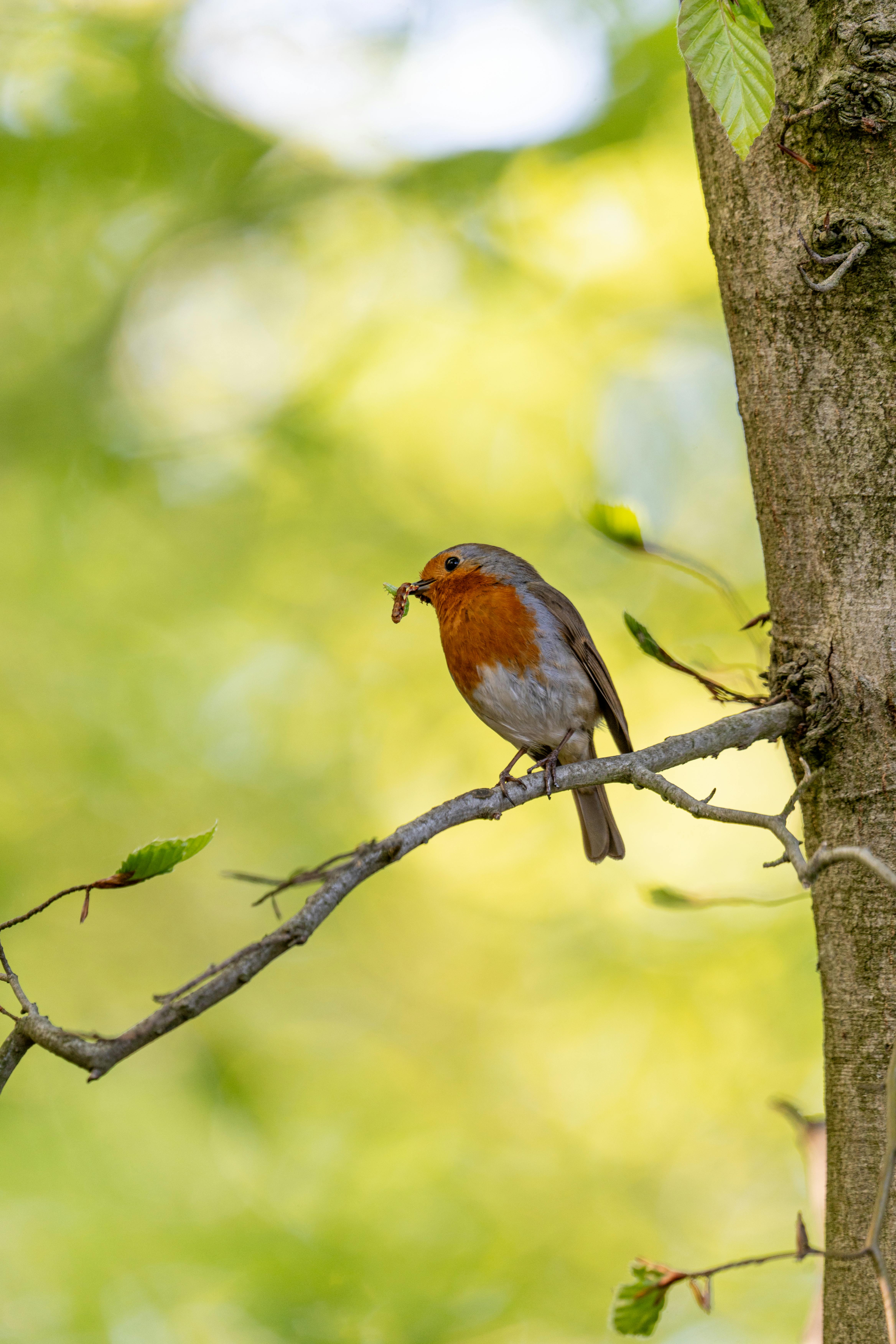 European Robin on Tree Branch with Insect · Free Stock Photo
