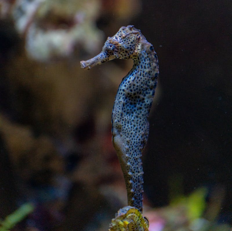 Seahorse Photos, Download The BEST Free Seahorse Stock Photos & HD Images